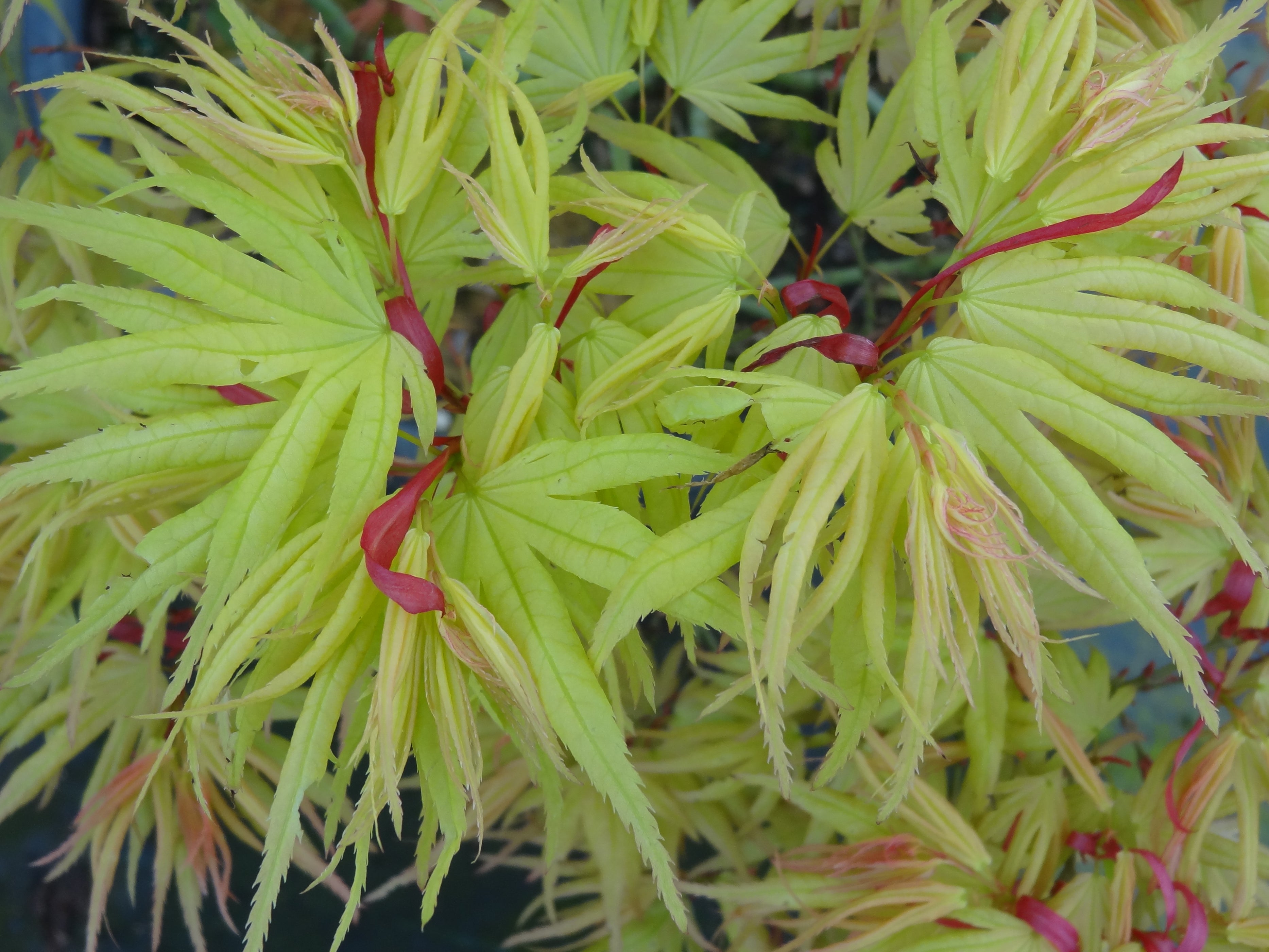 Buy Acer palmatum 'Mayday' Rare Dwarf Japanese Maple — Mr Maple │ Buy ...