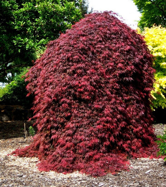 Buy Acer palmatum dissectum 'Orangeola' Japanese Maple — Mr Maple │ Buy ...