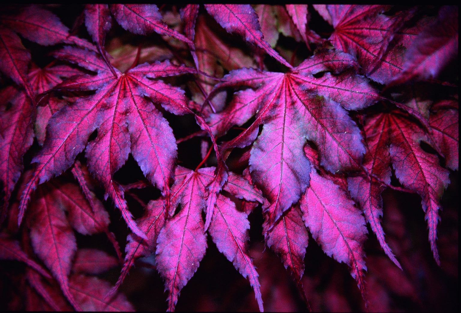 MrMaple 10 New Trees @ 10am on Tuesday — Mr Maple │ Buy Japanese Maple ...