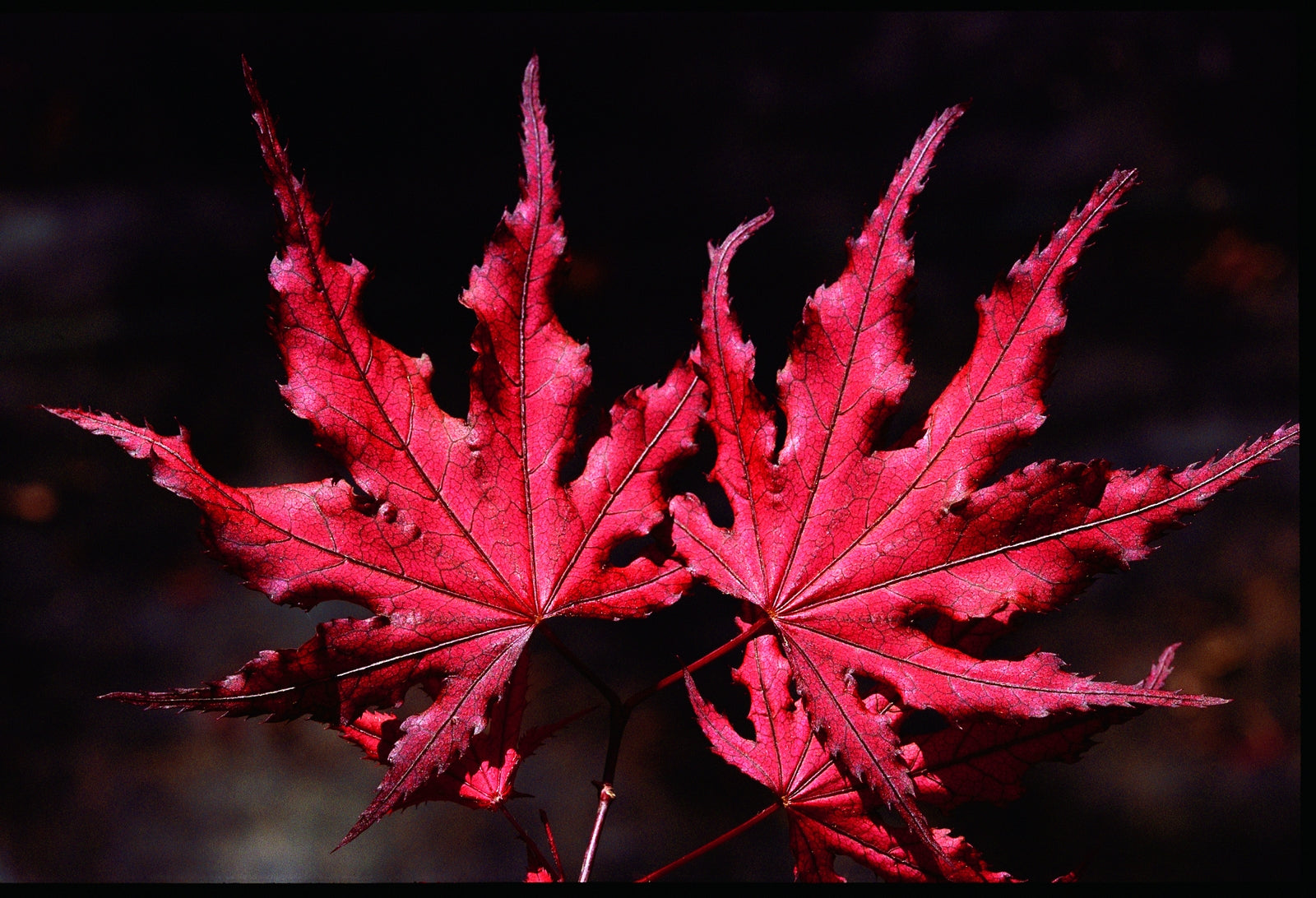 Buy Acer palmatum 'Purple Ghost' Japanese Maple — Mr Maple │ Buy ...