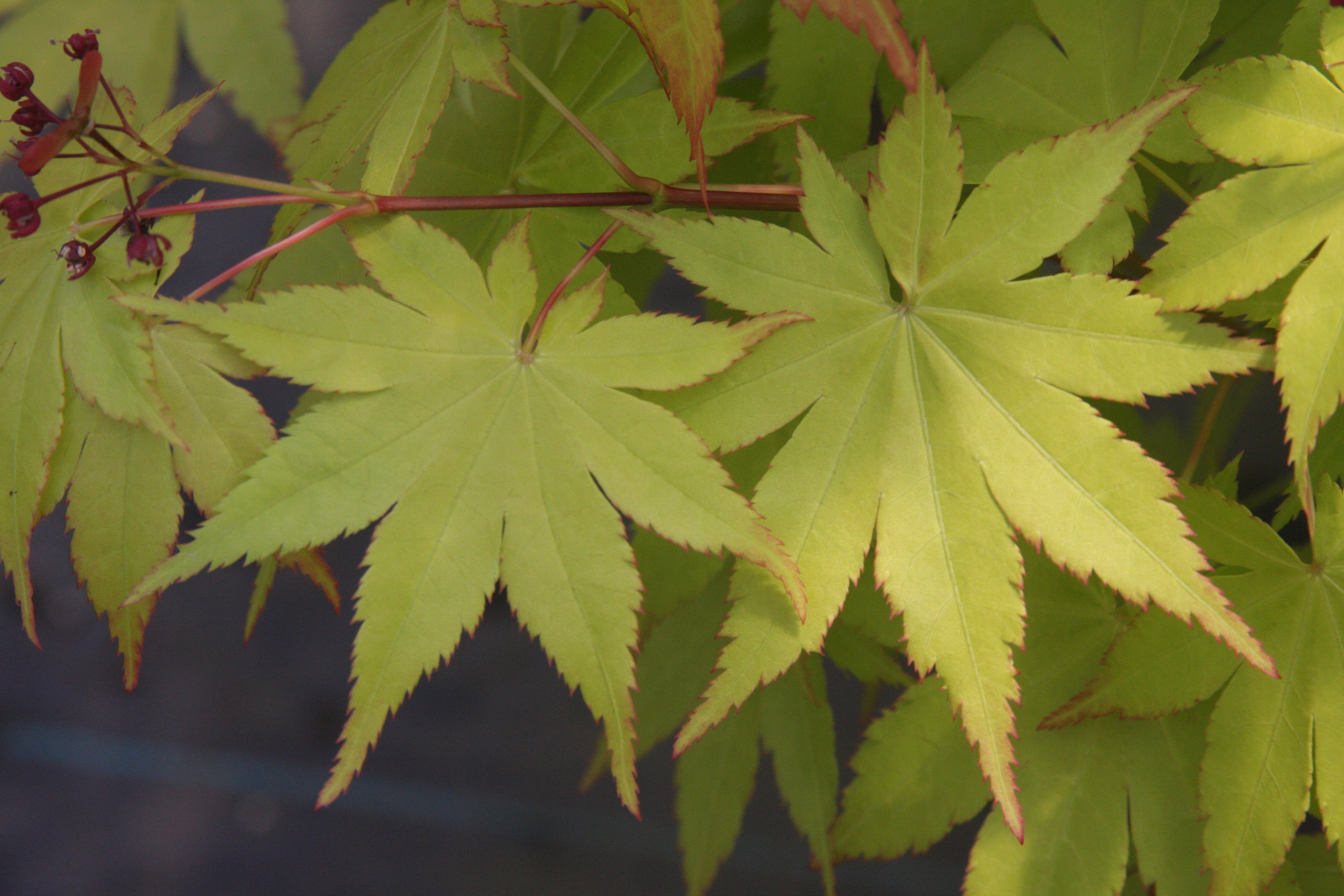 Buy Acer palmatum 'Summer Gold' Japanese Maple — Mr Maple │ Buy ...