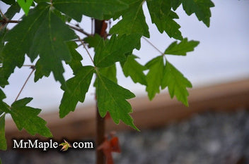 Buy Acer griseum - Paperbark Maple — Mr Maple │ Buy Japanese Maple Trees
