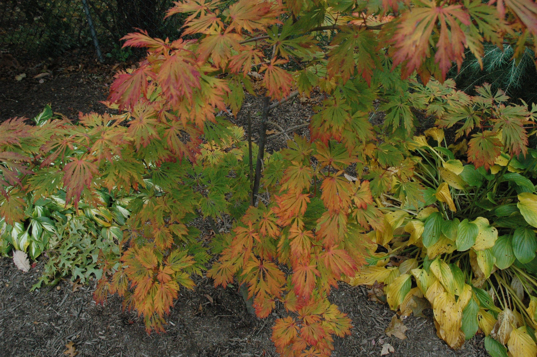 Buy Acer japonicum 'Mai kujaku' Dancing Peacock Japanese Maple — Mr ...