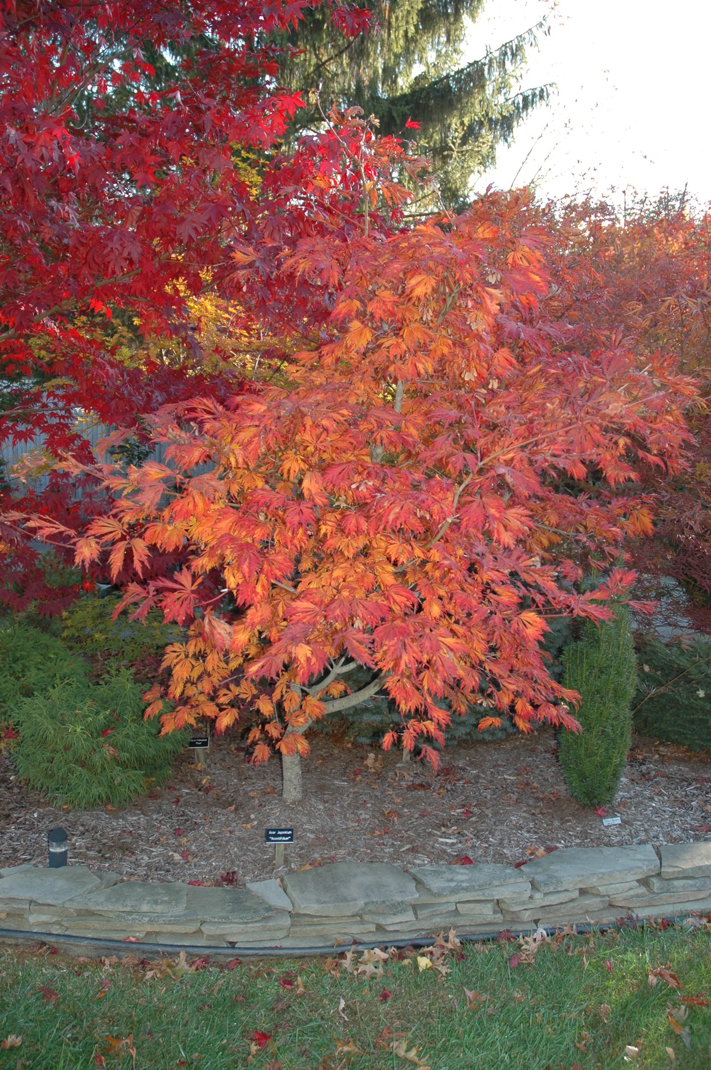 Buy Acer japonicum 'Mai kujaku' Dancing Peacock Japanese Maple — Mr ...