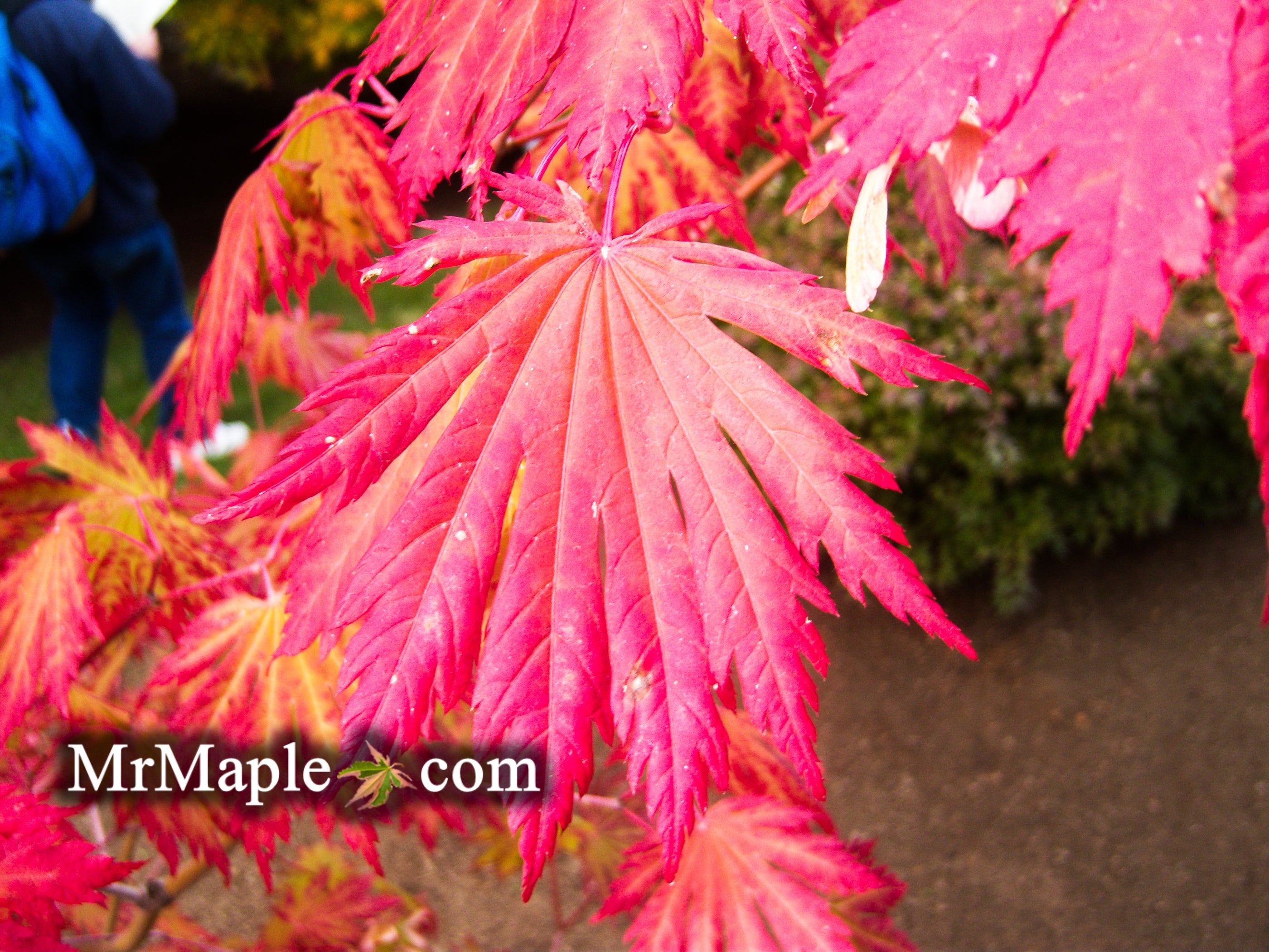Buy Acer japonicum 'Yama kage' Mountain Shadows Full Moon Japanese ...
