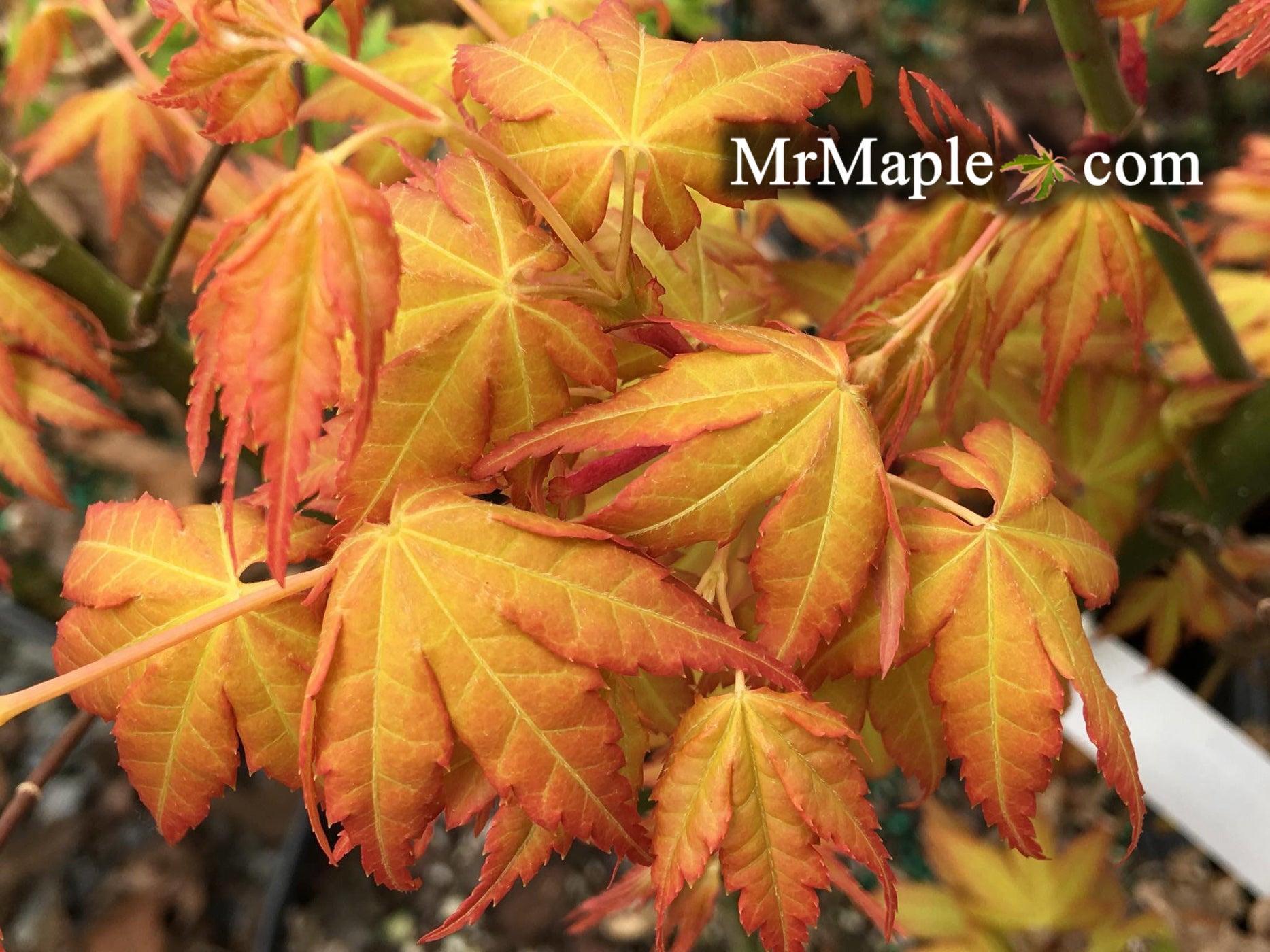 Buy Acer palmatum Alans Gold Pinebark Japanese Maple — Mr Maple │ Buy ...