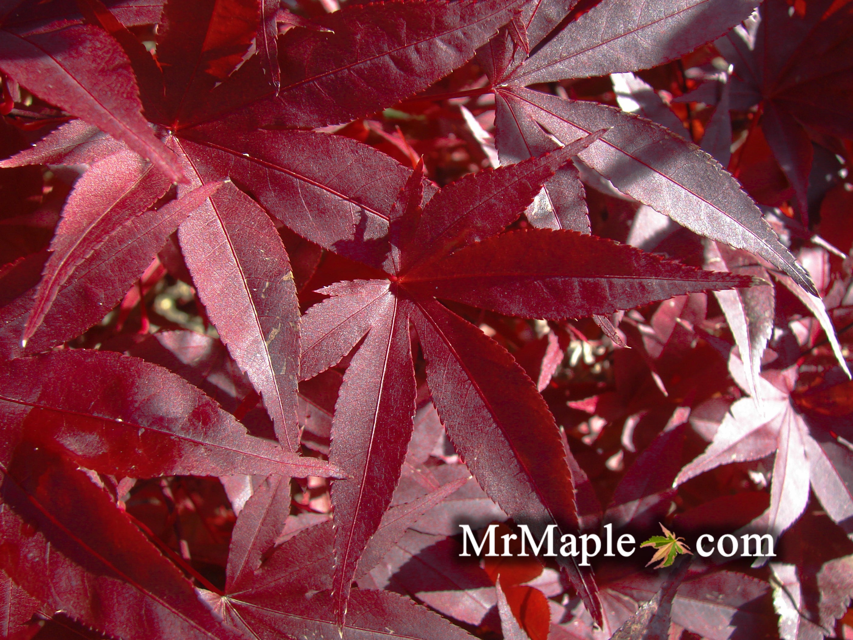 Buy Acer palmatum 'Emperor 1' Red Japanese Maple — Mr Maple │ Buy ...