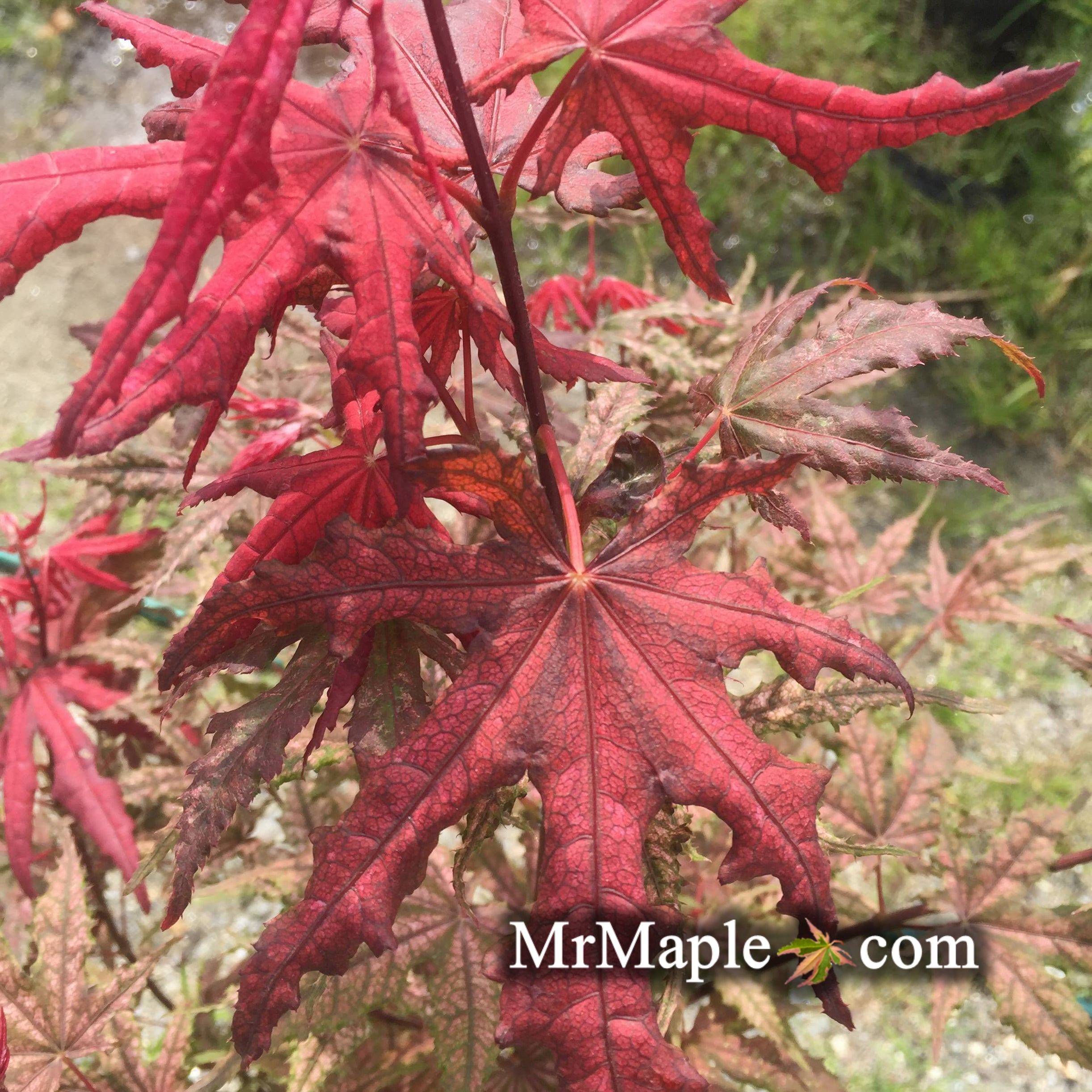 Buy Acer palmatum 'Frosted Purple' Japanese Maple — Mr Maple │ Buy ...