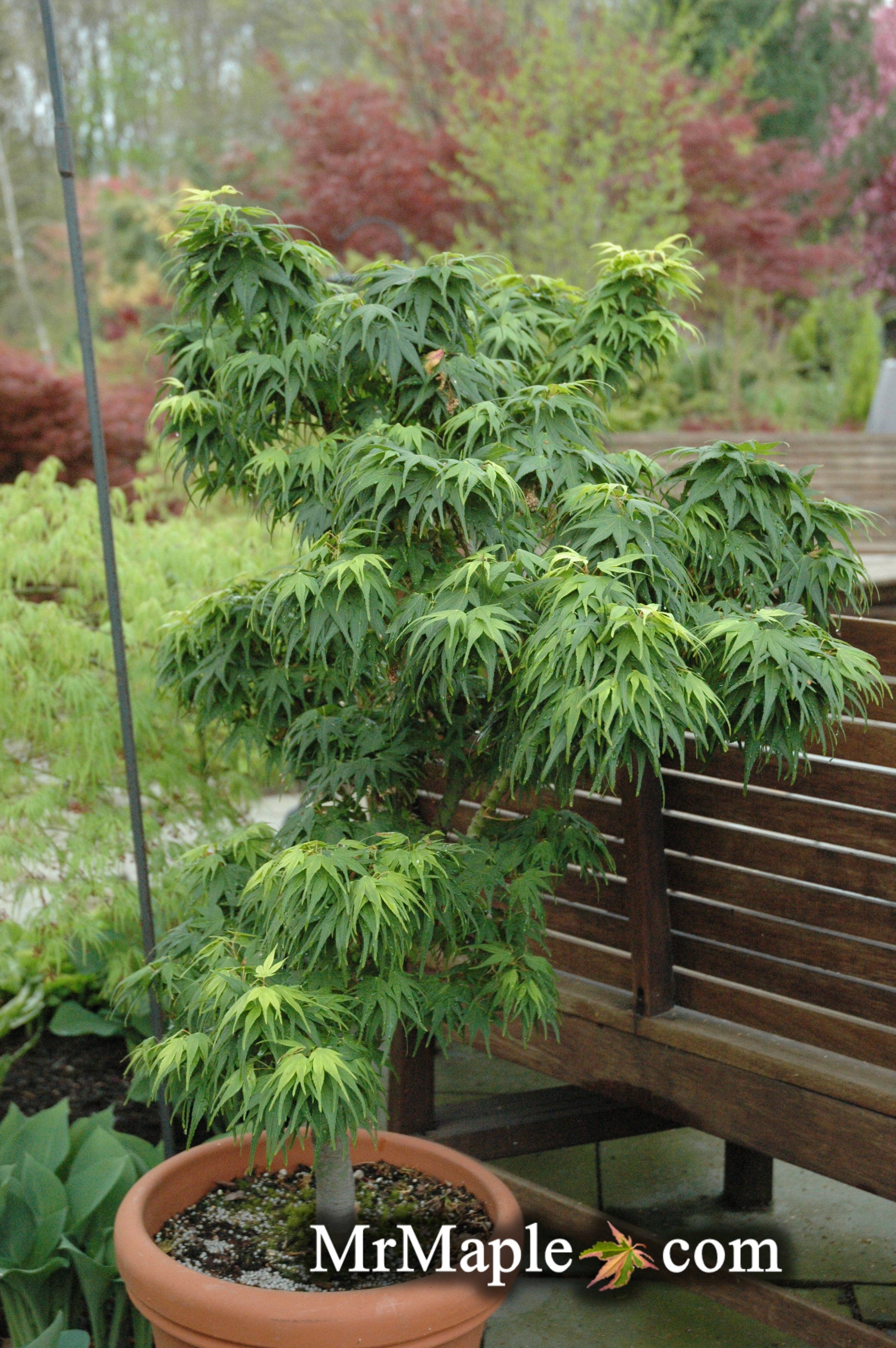 Buy Acer palmatum 'Mikawa yatsubusa' Dwarf Japanese Maple — Mr Maple ...