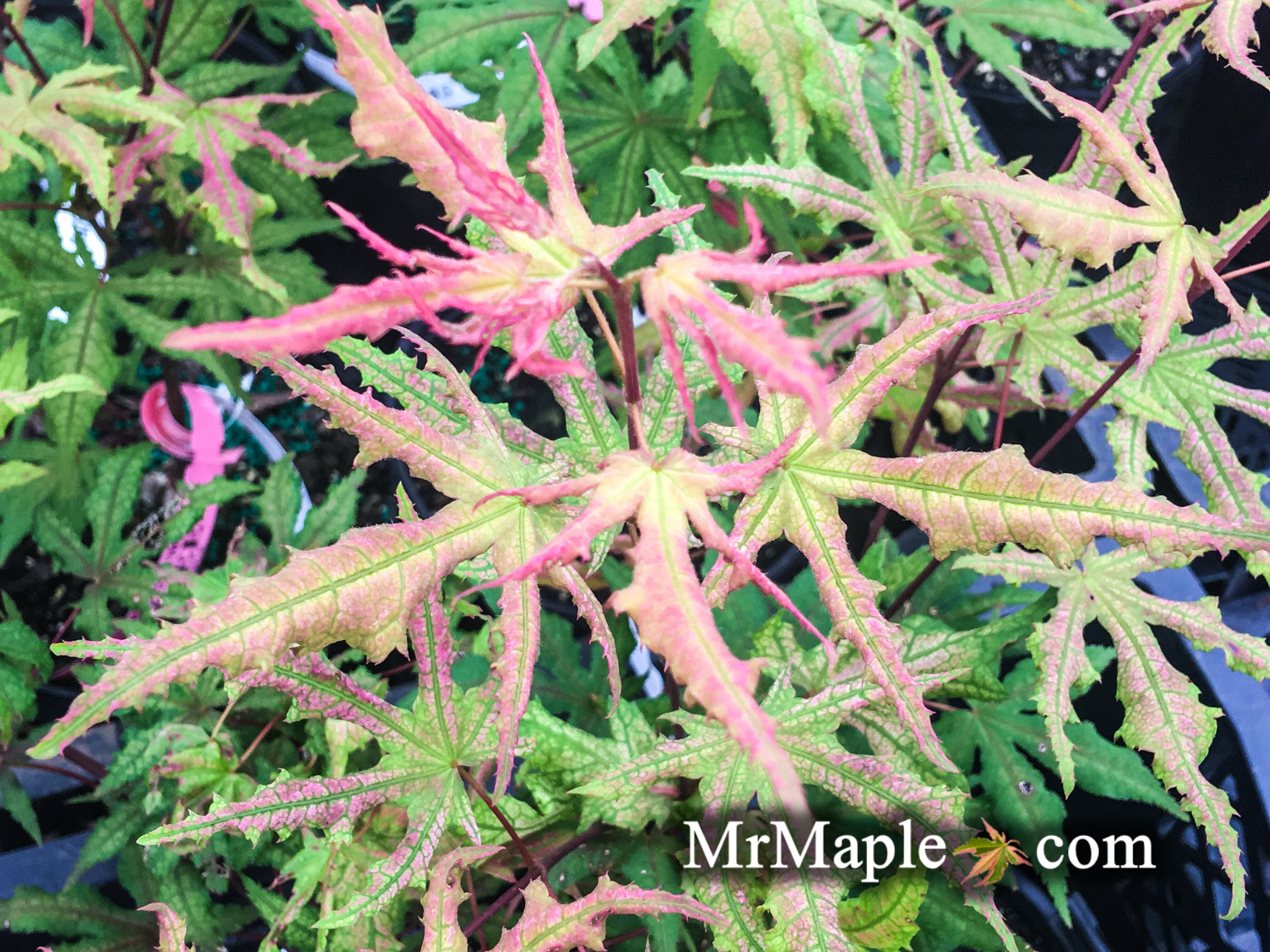 Buy Acer palmatum 'Nebula' Variegated Japanese Maple — Mr Maple │ Buy ...