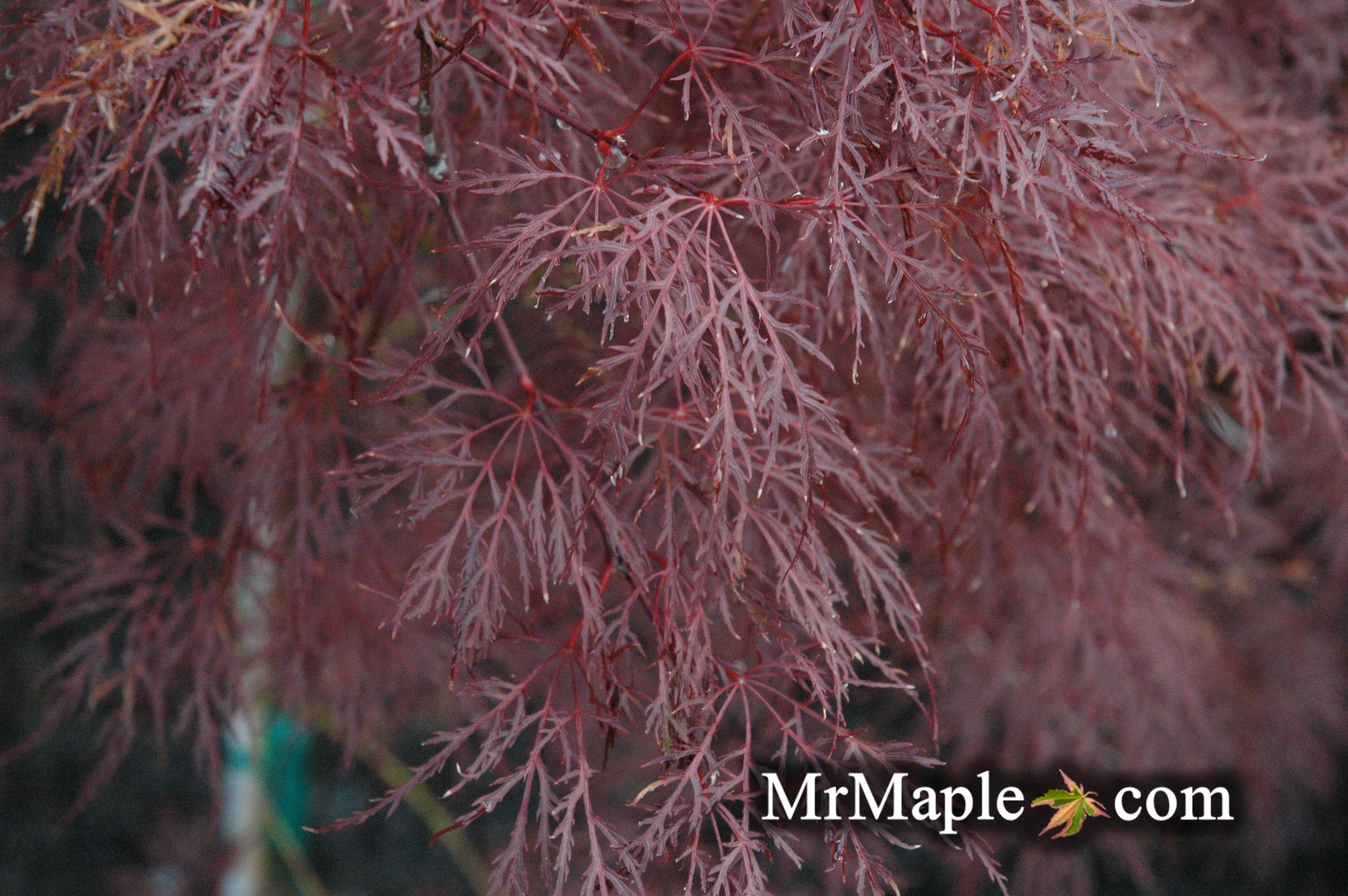 Buy Acer palmatum 'Red Filigree Lace' Dwarf Japanese Maple — Mr Maple ...