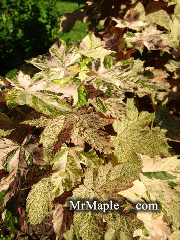 Buy Acer pseudoplatanus 'Esk Sunset' Rare Variegated Eskimo Sunset ...