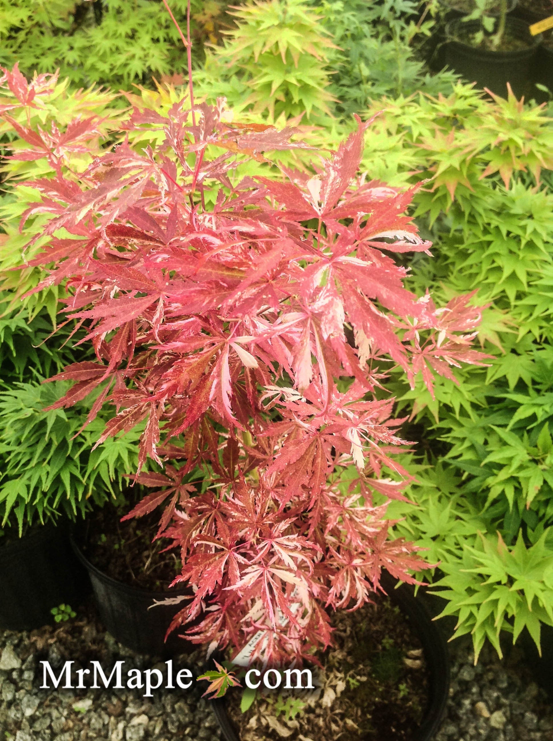 Buy Acer palmatum 'Lileeanne's Jewel' Japanese Maple — Mr Maple │ Buy ...
