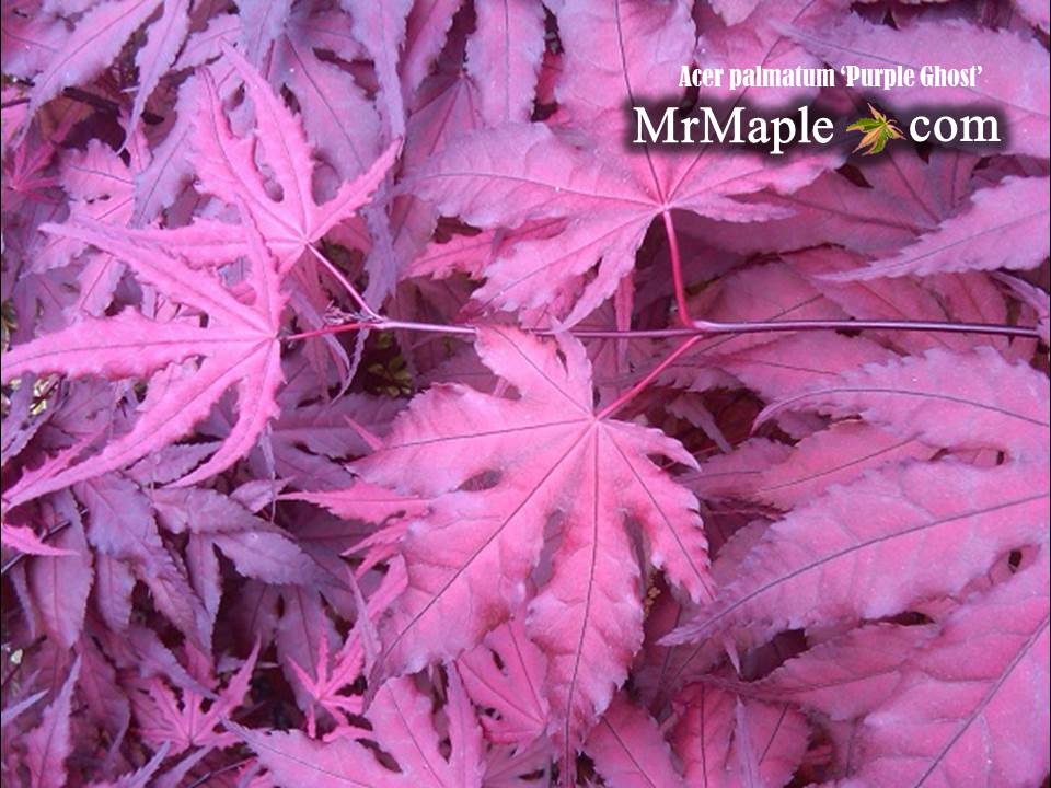 Buy Acer palmatum 'Purple Ghost' Japanese Maple — Mr Maple │ Buy ...
