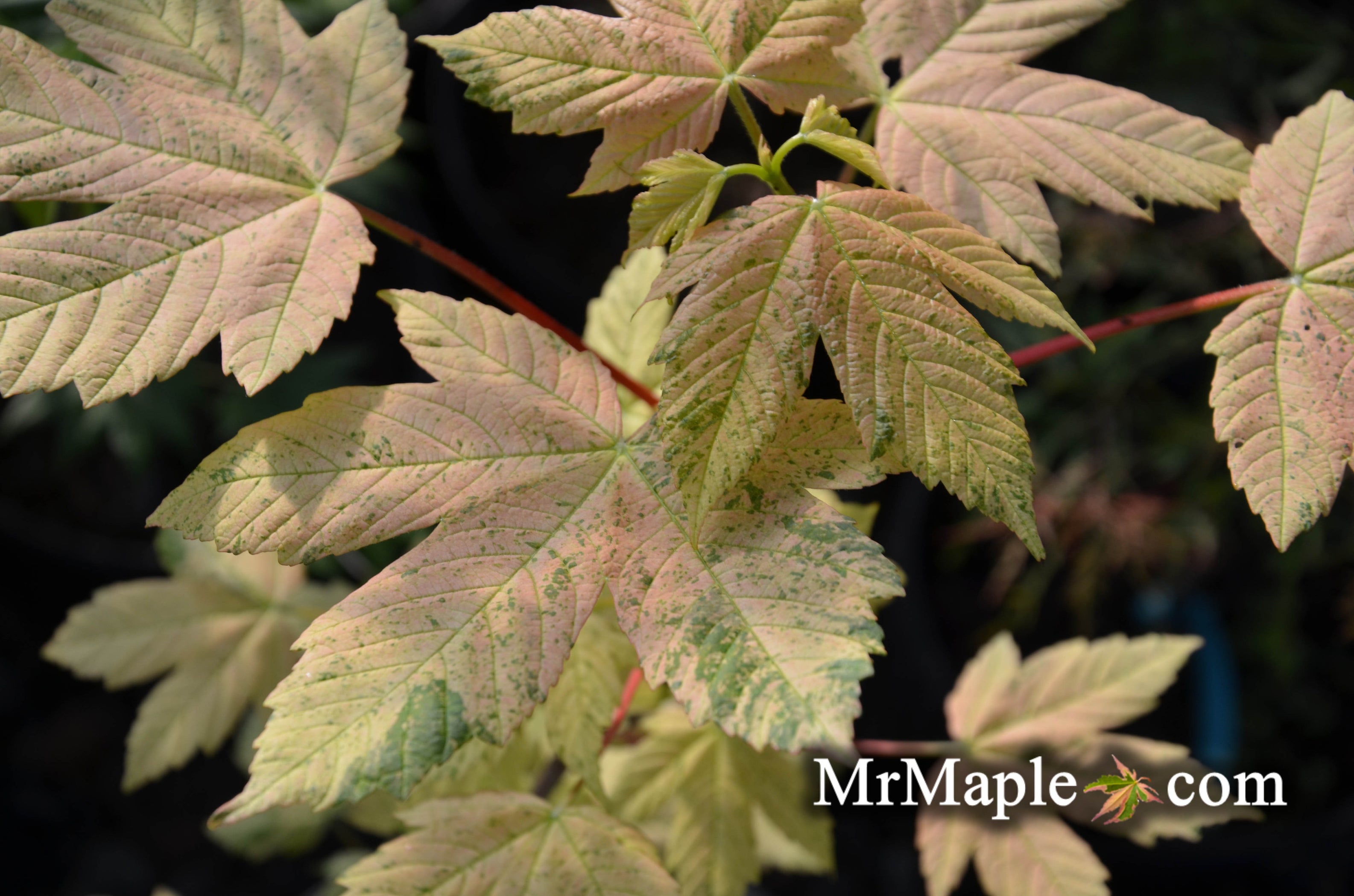 Buy Acer pseudoplatanus 'Esk Sunset' Rare Variegated Eskimo Sunset ...