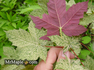 Buy Acer pseudoplatanus 'Esk Sunset' Rare Variegated Eskimo Sunset ...