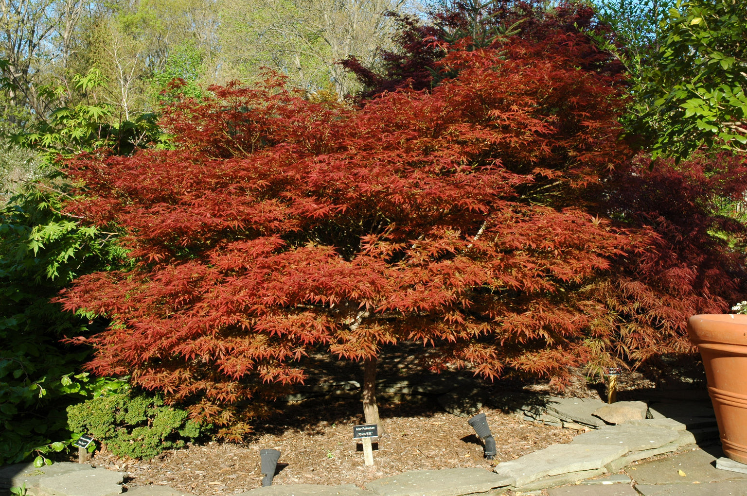 Buy Dwarf Japanese Maples — Mr Maple │ Buy Japanese Maple Trees