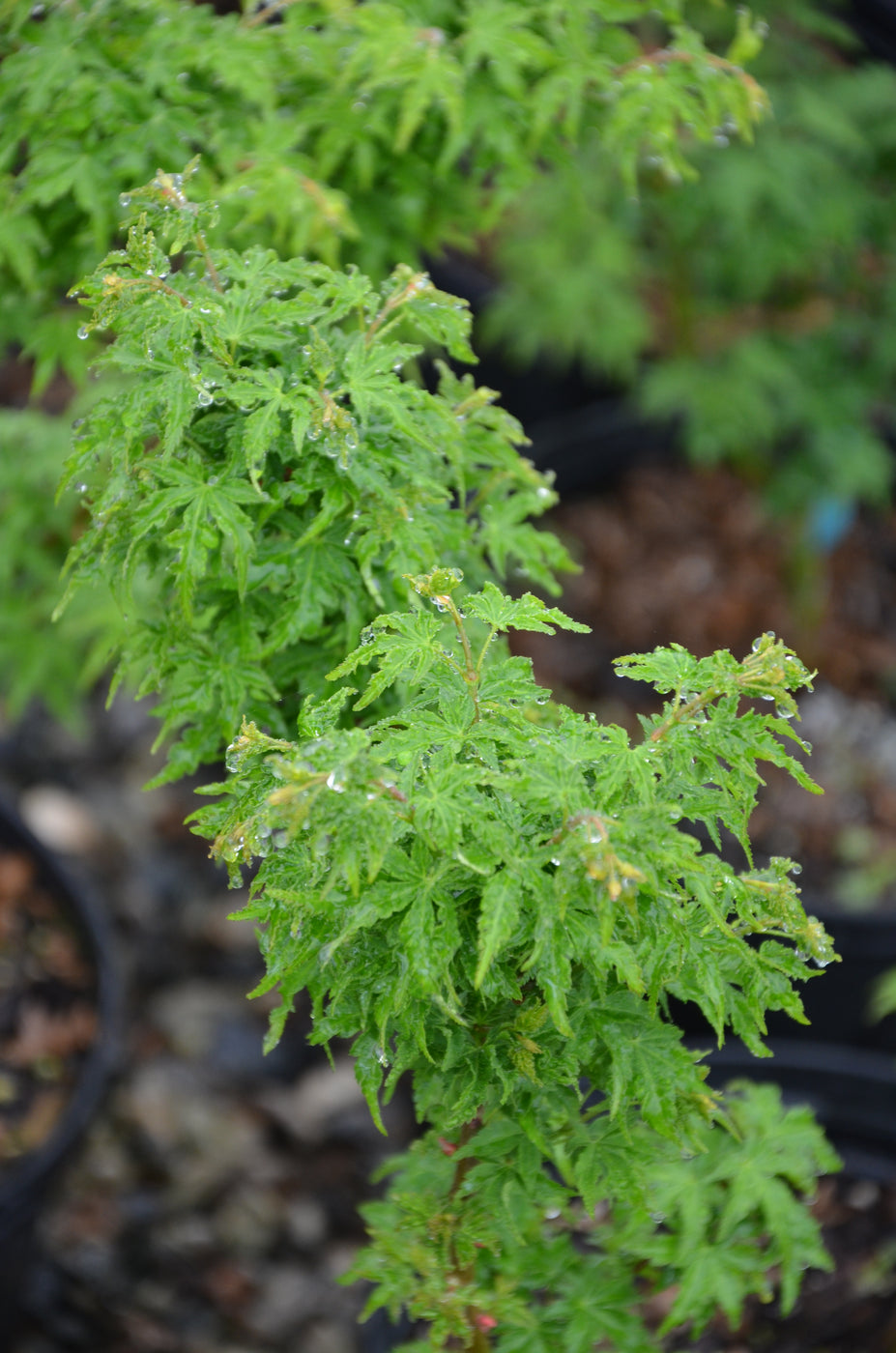 Acer Palmatum Shishigashira