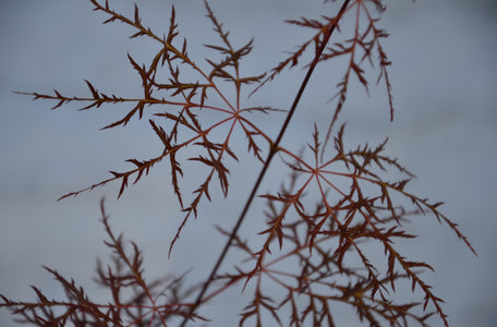 Buy Acer palmatum 'Red Filigree Lace' Dwarf Japanese Maple — Mr Maple ...
