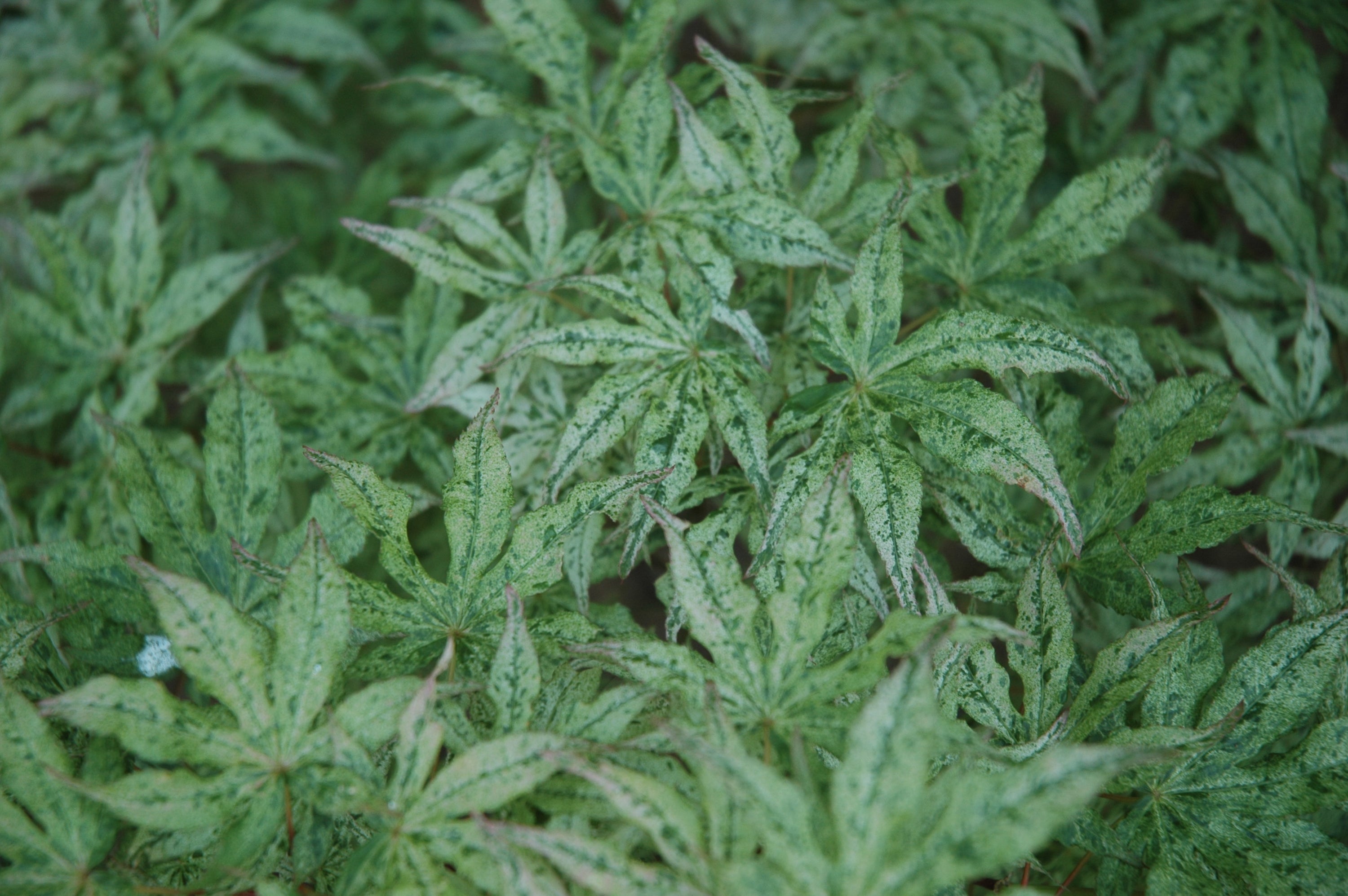 Buy Acer palmatum 'Ukigumo' Floating Clouds Japanese Maple — Mr Maple ...