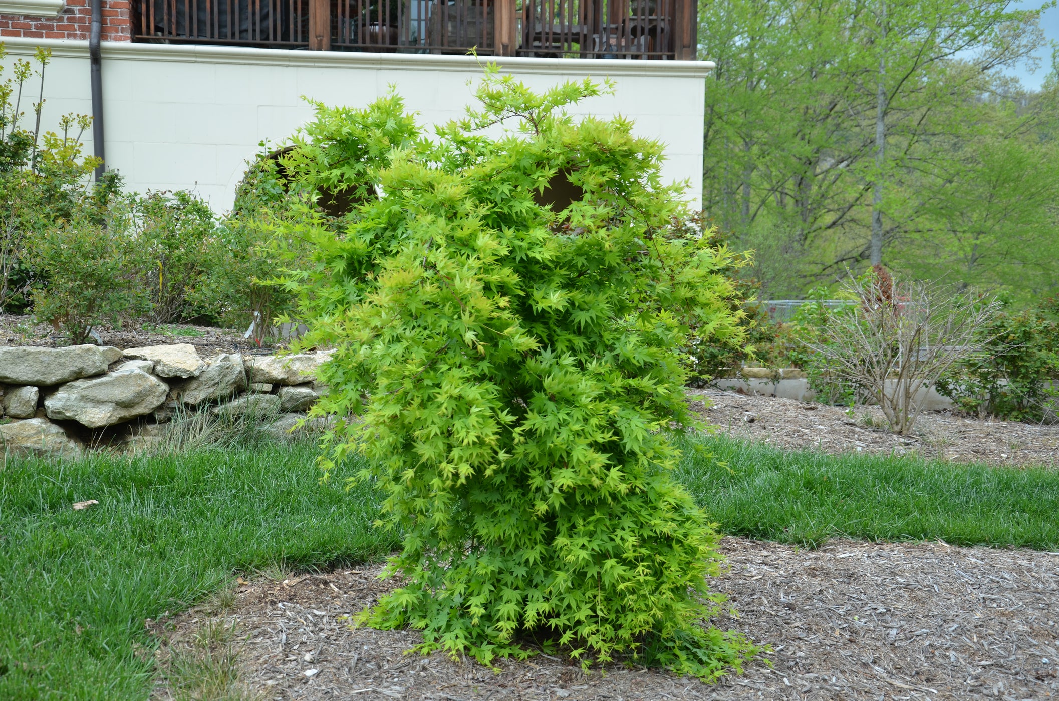 Buy Acer palmatum 'Ryusen' Japanese Maple — Mr Maple │ Buy Japanese ...