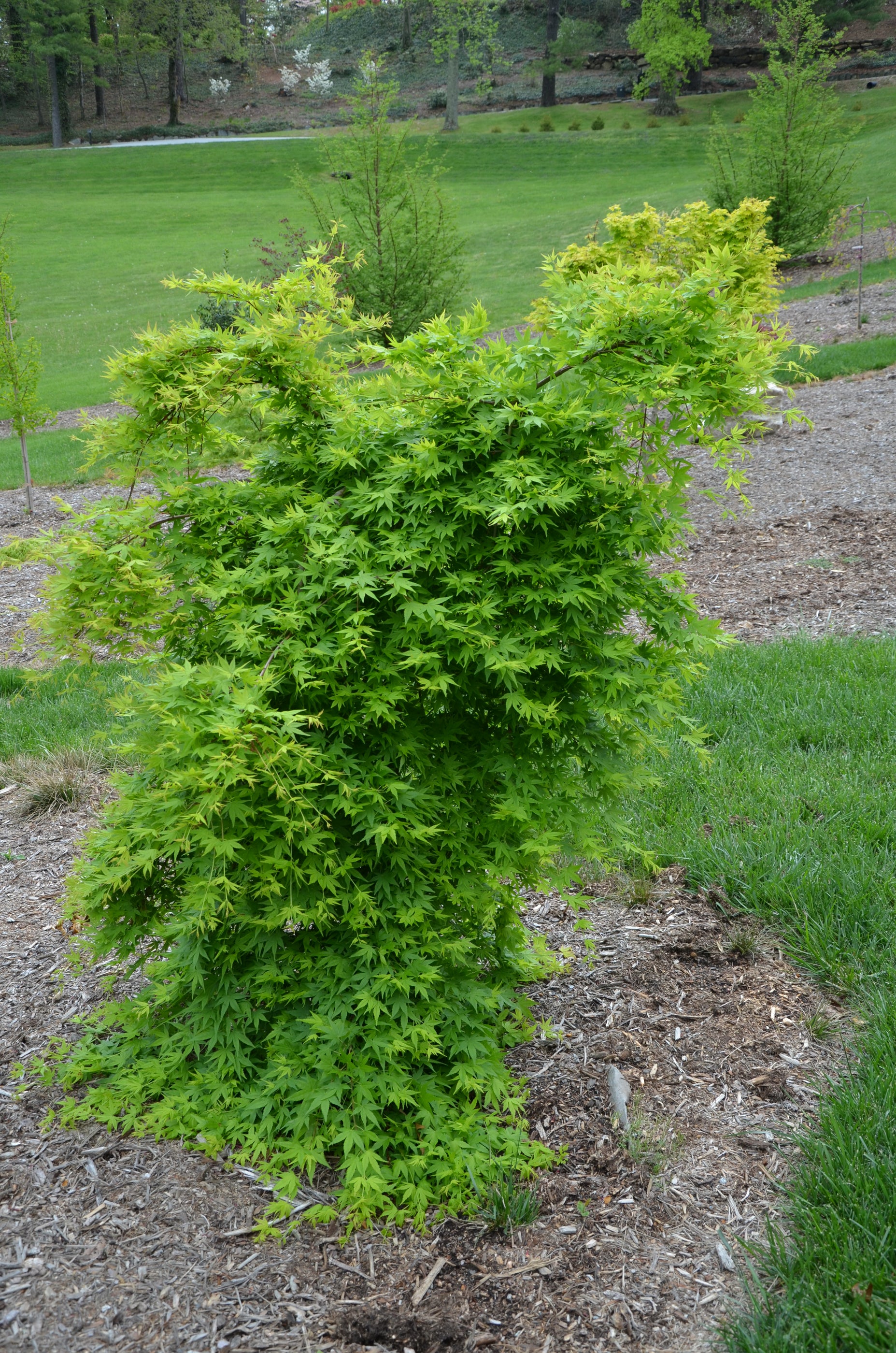 Buy Acer palmatum 'Ryusen' Japanese Maple — Mr Maple │ Buy Japanese ...