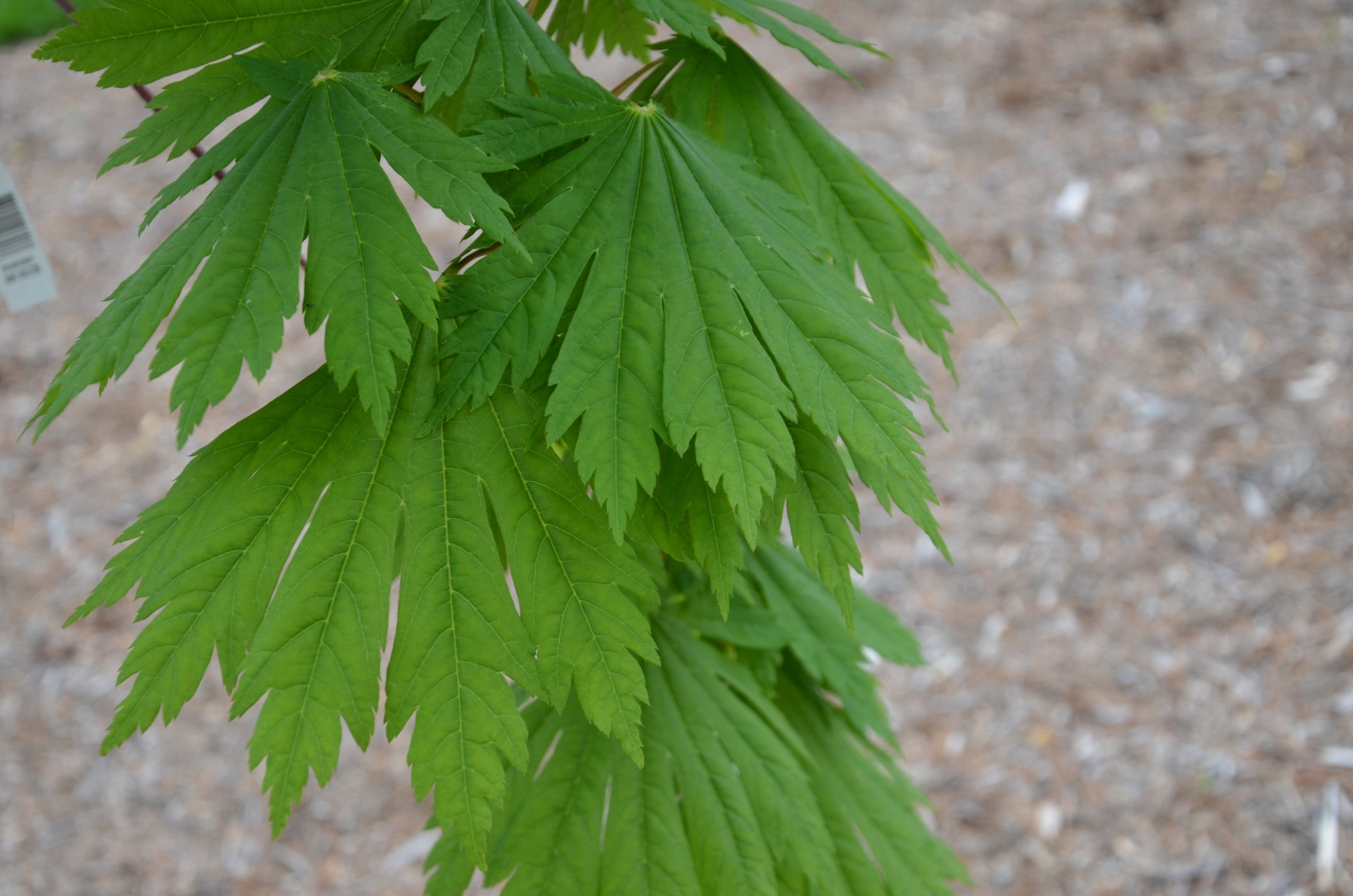 Acer japonicum ‘Rising Sun’ Japanese Maple — Mr Maple │ Buy Japanese ...