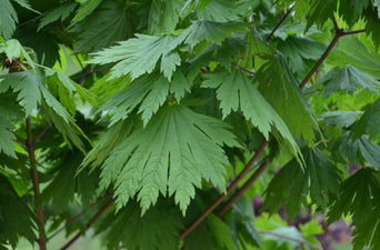 Acer japonicum ‘Rising Sun’ Japanese Maple — Mr Maple │ Buy Japanese ...