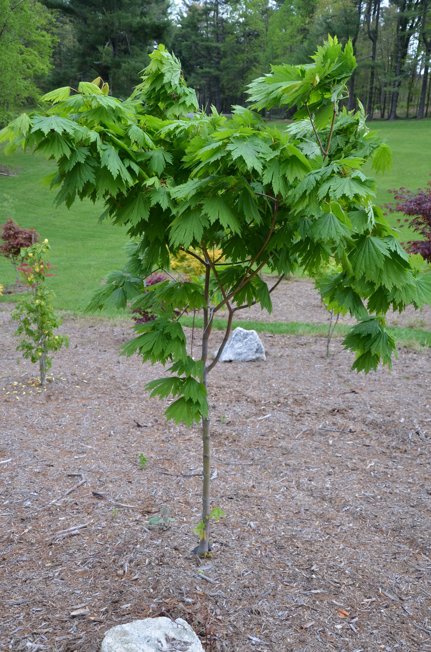 Acer japonicum ‘Rising Sun’ Japanese Maple — Mr Maple │ Buy Japanese ...