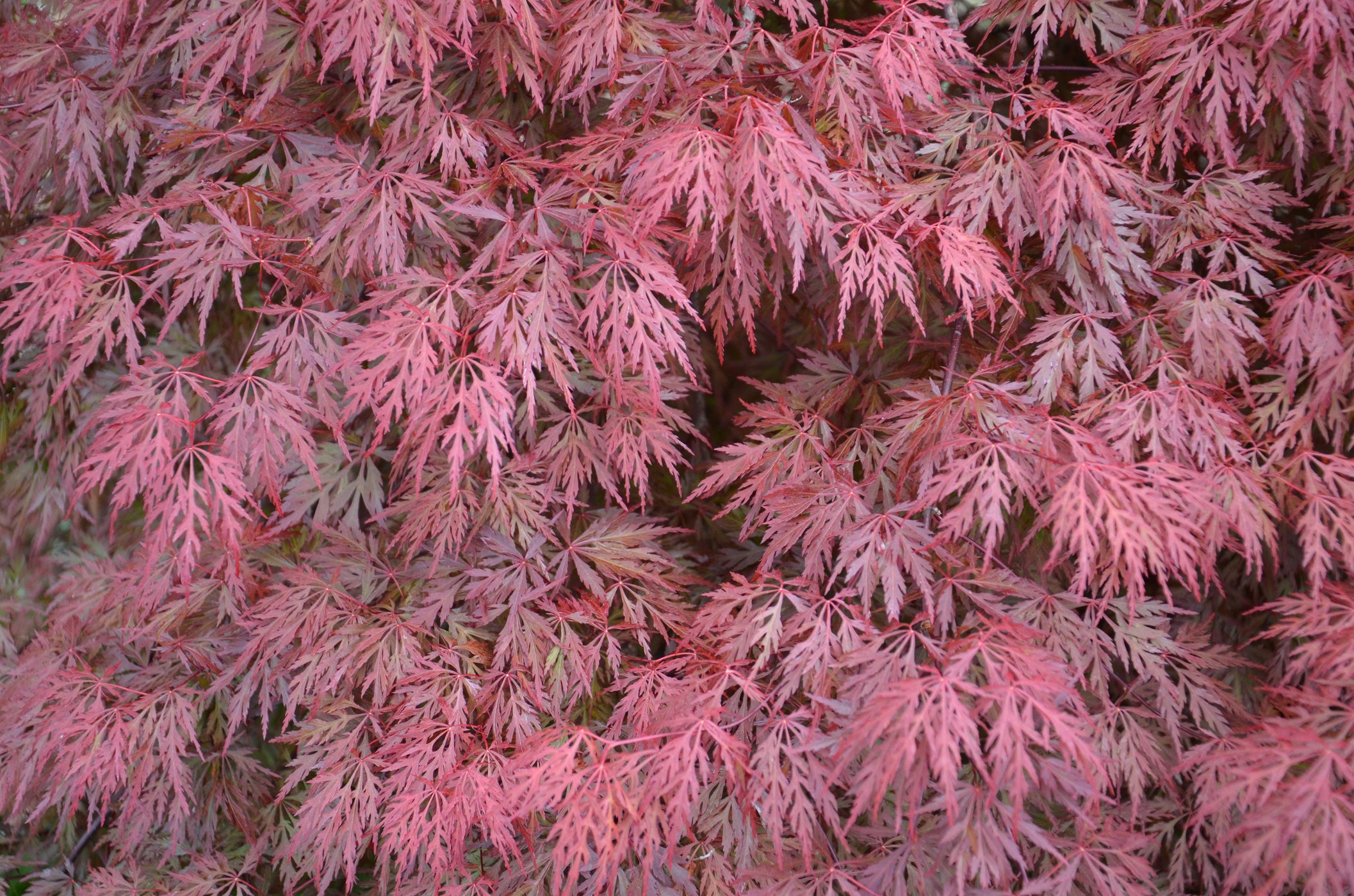 Buy Acer palmatum dissectum 'Orangeola' Japanese Maple — Mr Maple │ Buy ...