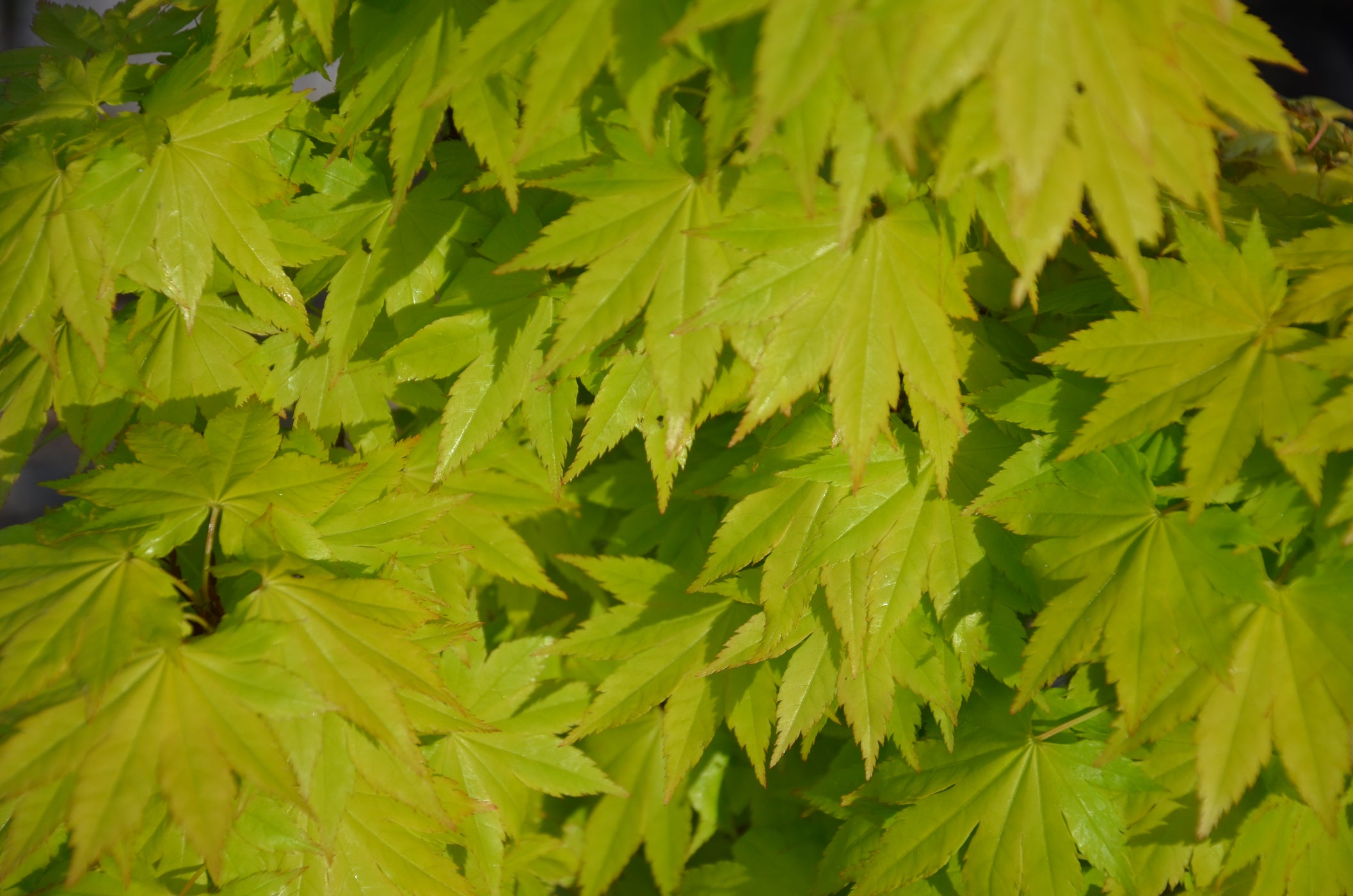 Buy Acer shirasawanum 'Jordan' Golden Full Moon Japanese Maple — Mr ...