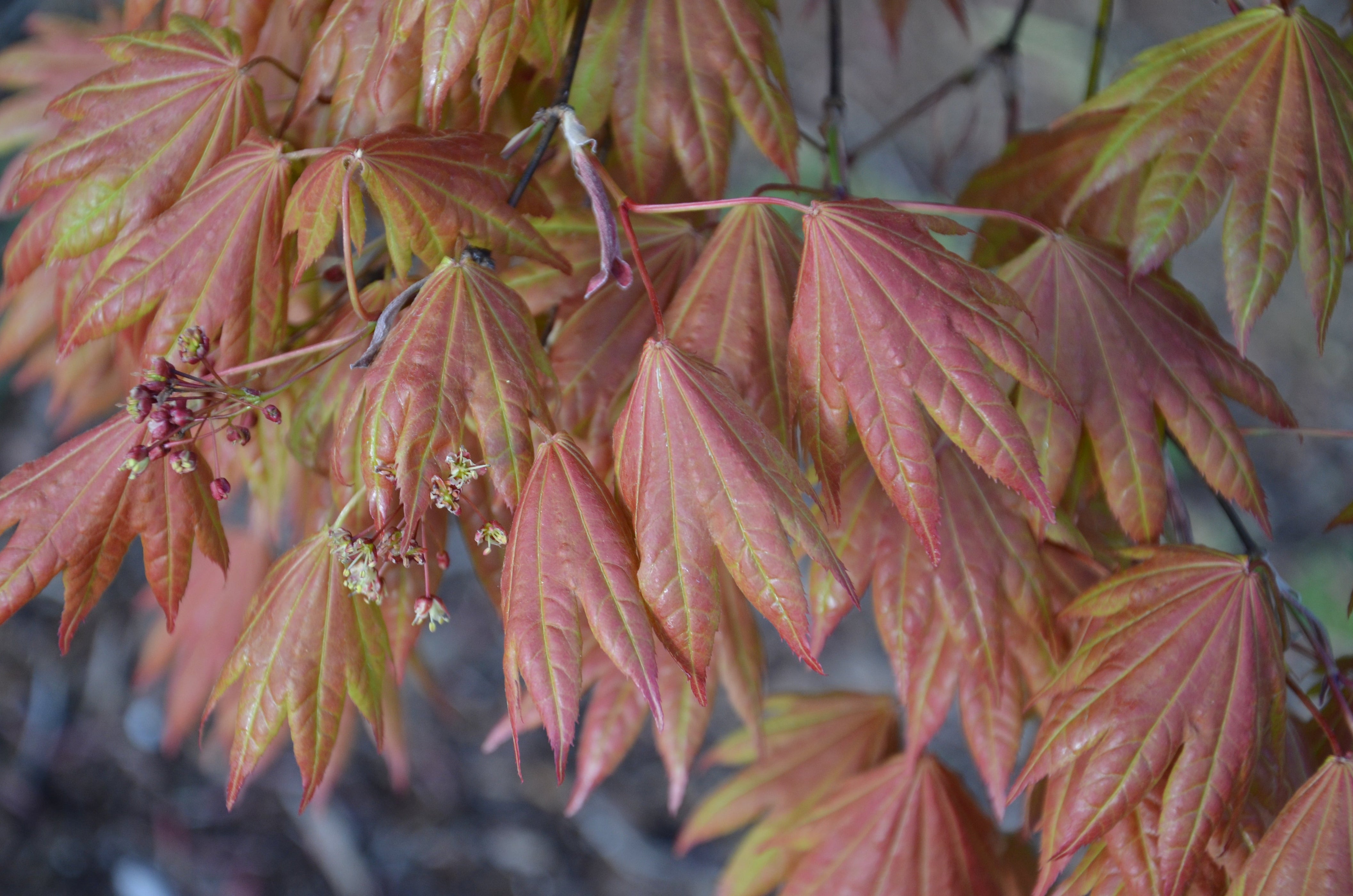 Buy Acer shirasawanum Moonrise™ Full Moon Japanese Maple — Mr Maple ...