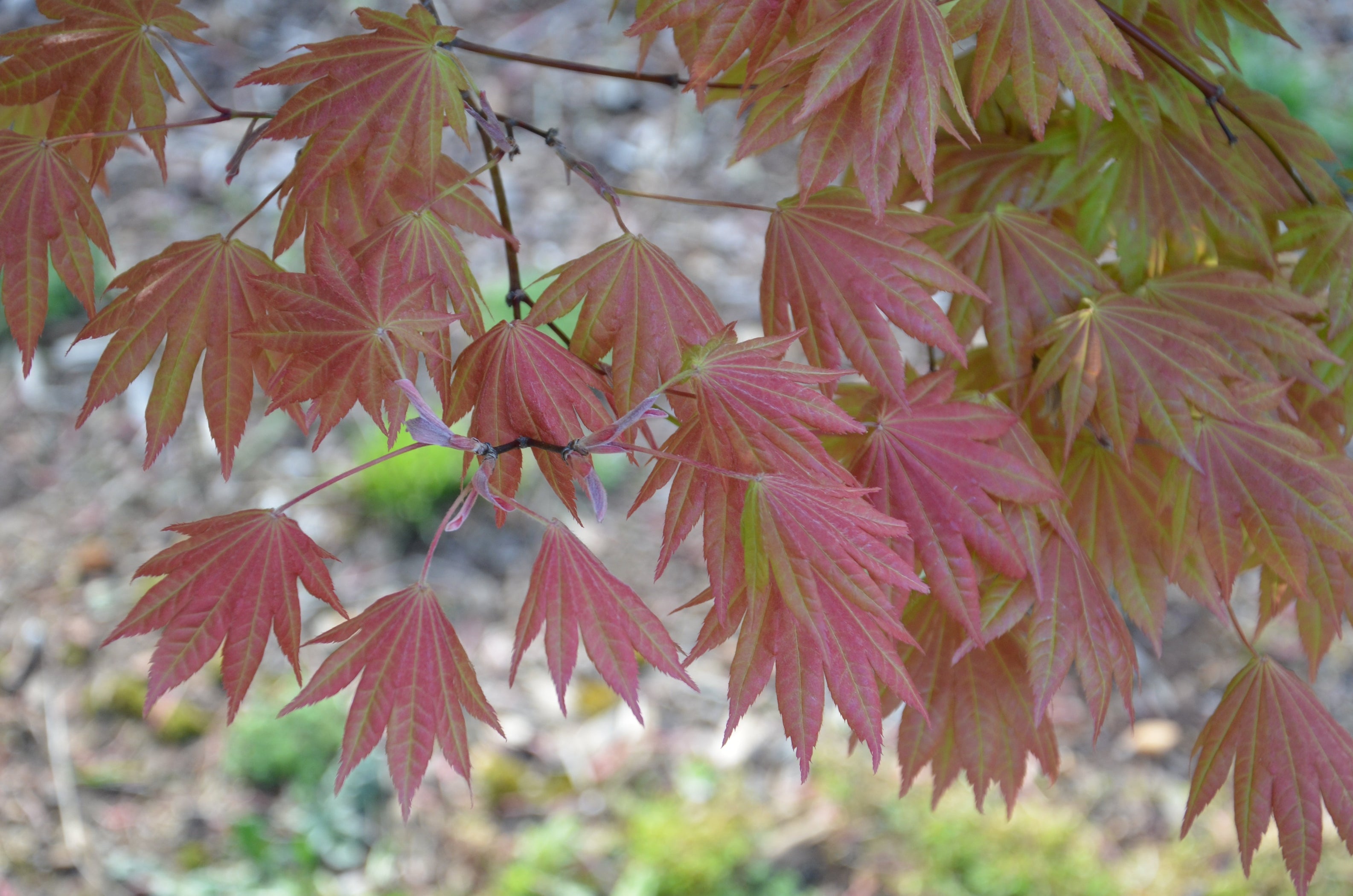 Buy Acer shirasawanum Moonrise™ Full Moon Japanese Maple — Mr Maple ...