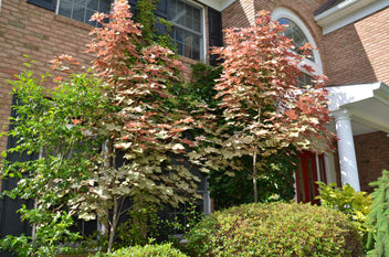 Buy Acer pseudoplatanus 'Esk Sunset' Rare Variegated Eskimo Sunset ...