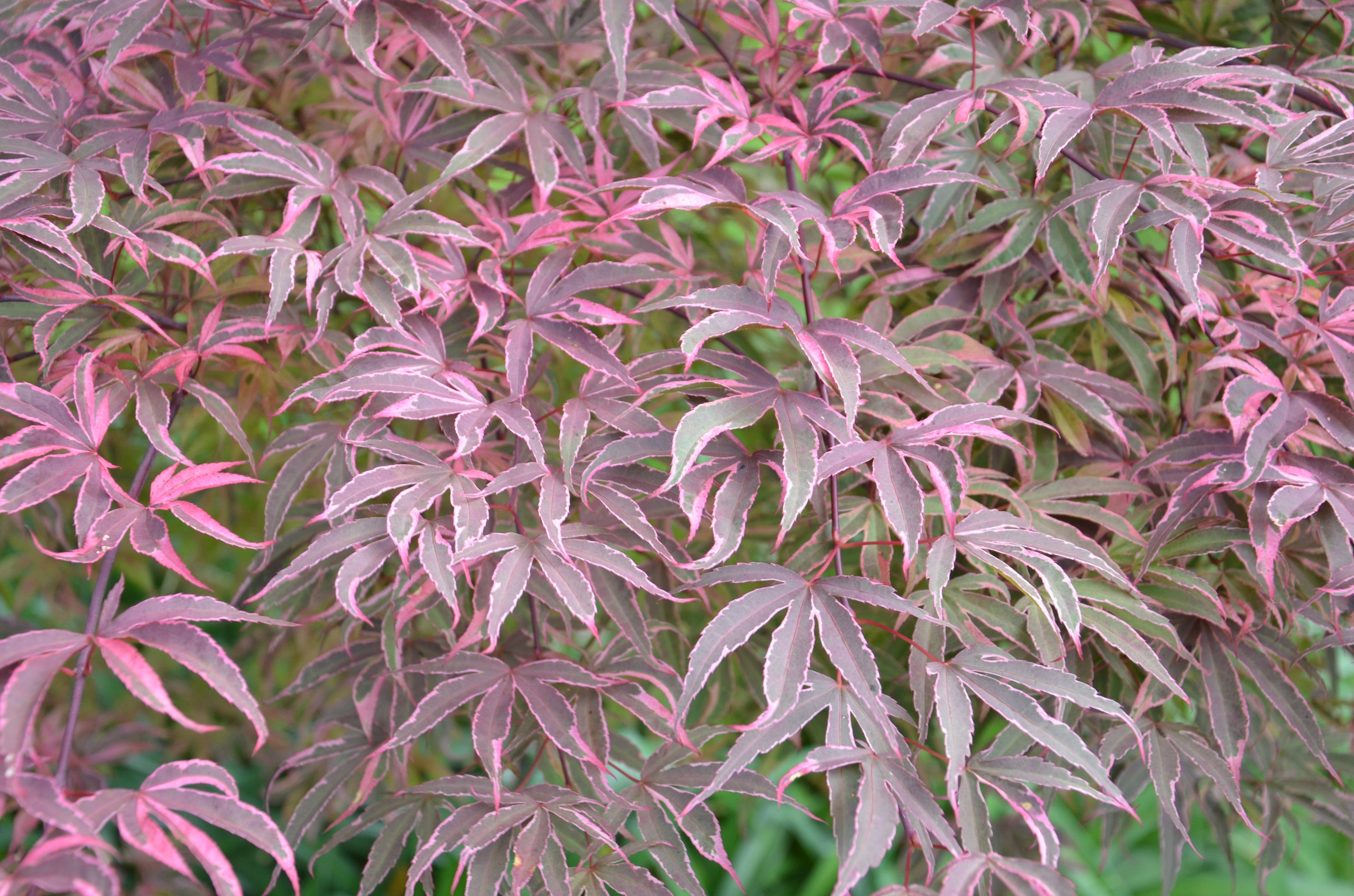 Buy Acer palmatum 'Geisha Gone Wild' Japanese Maple — Mr Maple │ Buy ...