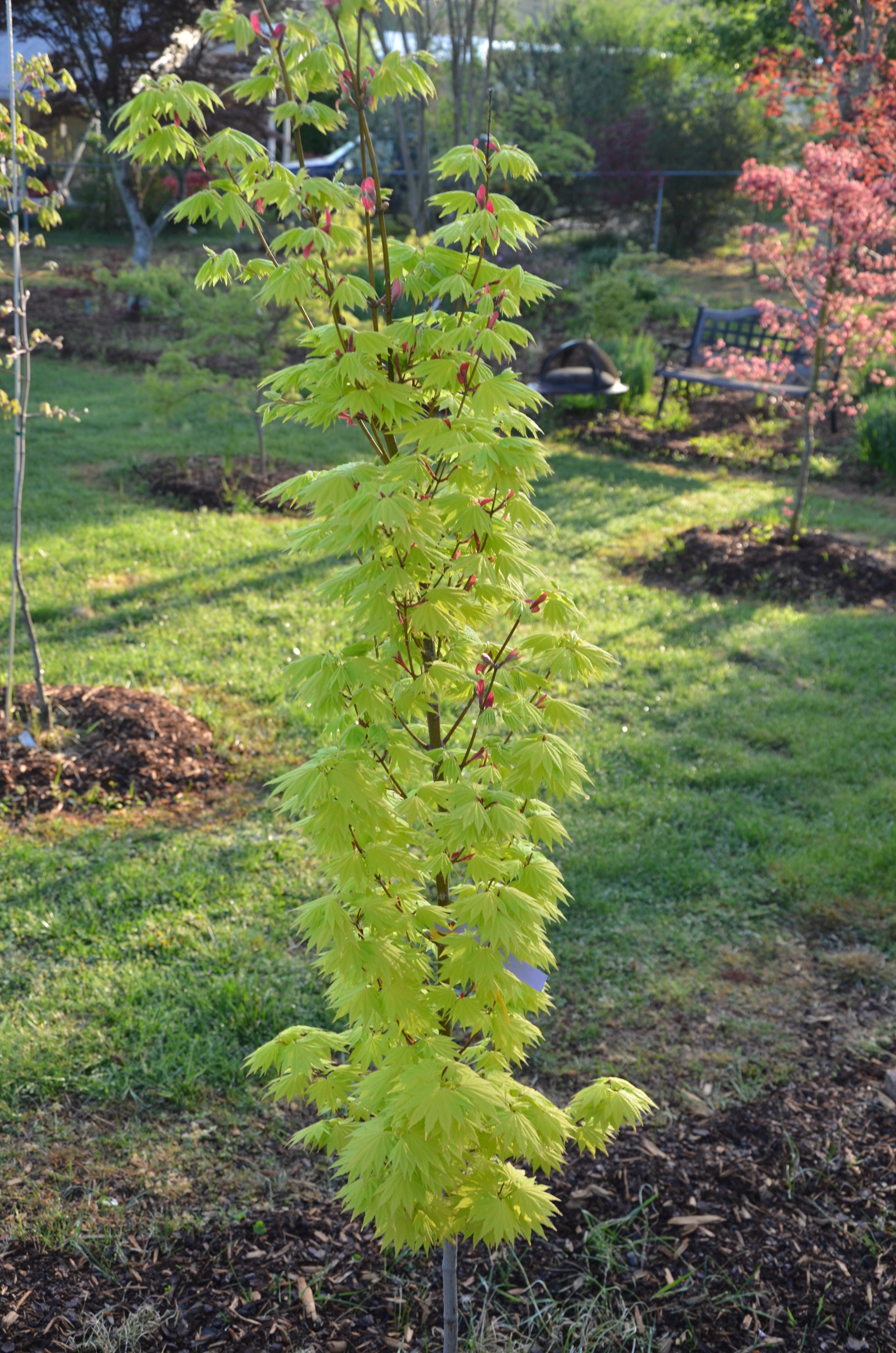 Buy Acer shirasawanum 'Jordan' Golden Full Moon Japanese Maple — Mr ...