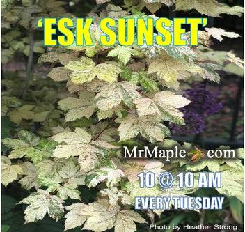 Buy Acer pseudoplatanus 'Esk Sunset' Rare Variegated Eskimo Sunset ...