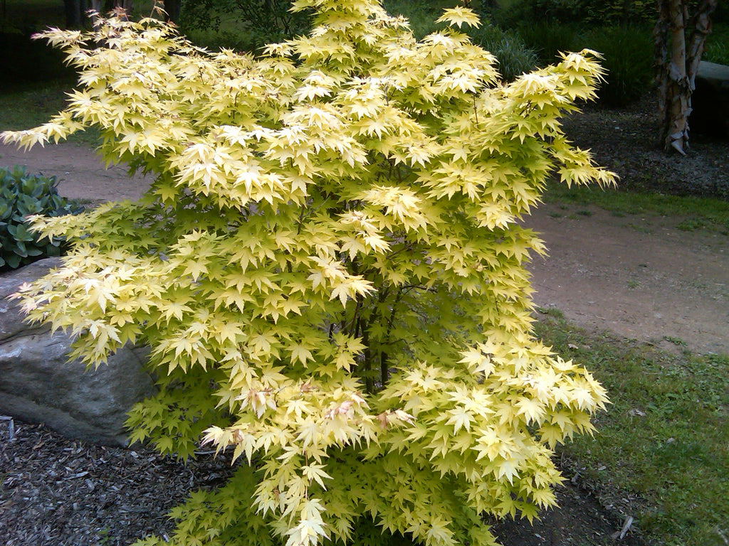 MrMaple 10 New Trees @ 10am on Tuesdays & Thursdays — Mr Maple │ Buy ...