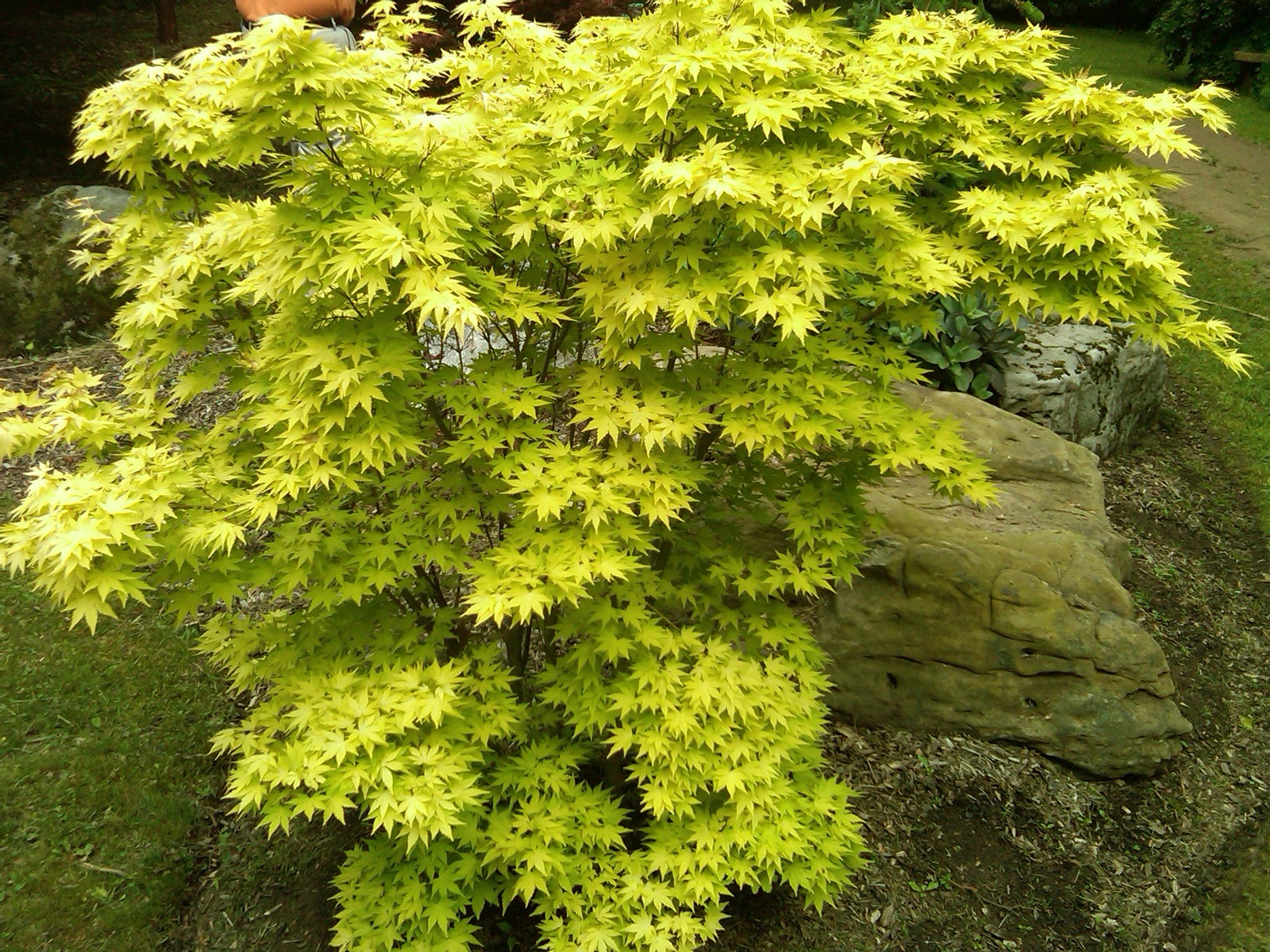Buy Acer palmatum 'Orange Dream' Japanese Maple — Mr Maple │ Buy ...