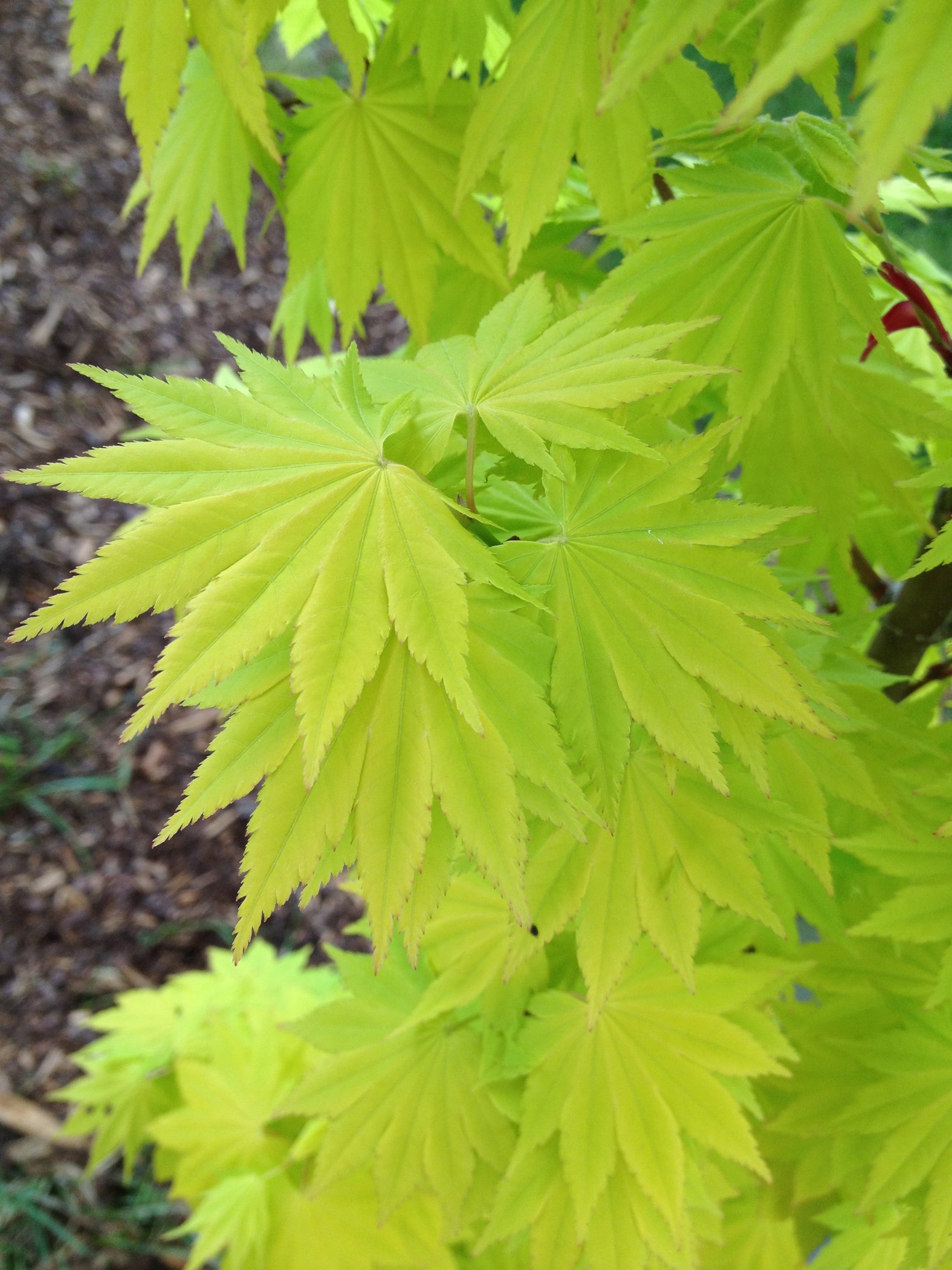 Buy Acer shirasawanum 'Jordan' Golden Full Moon Japanese Maple — Mr ...