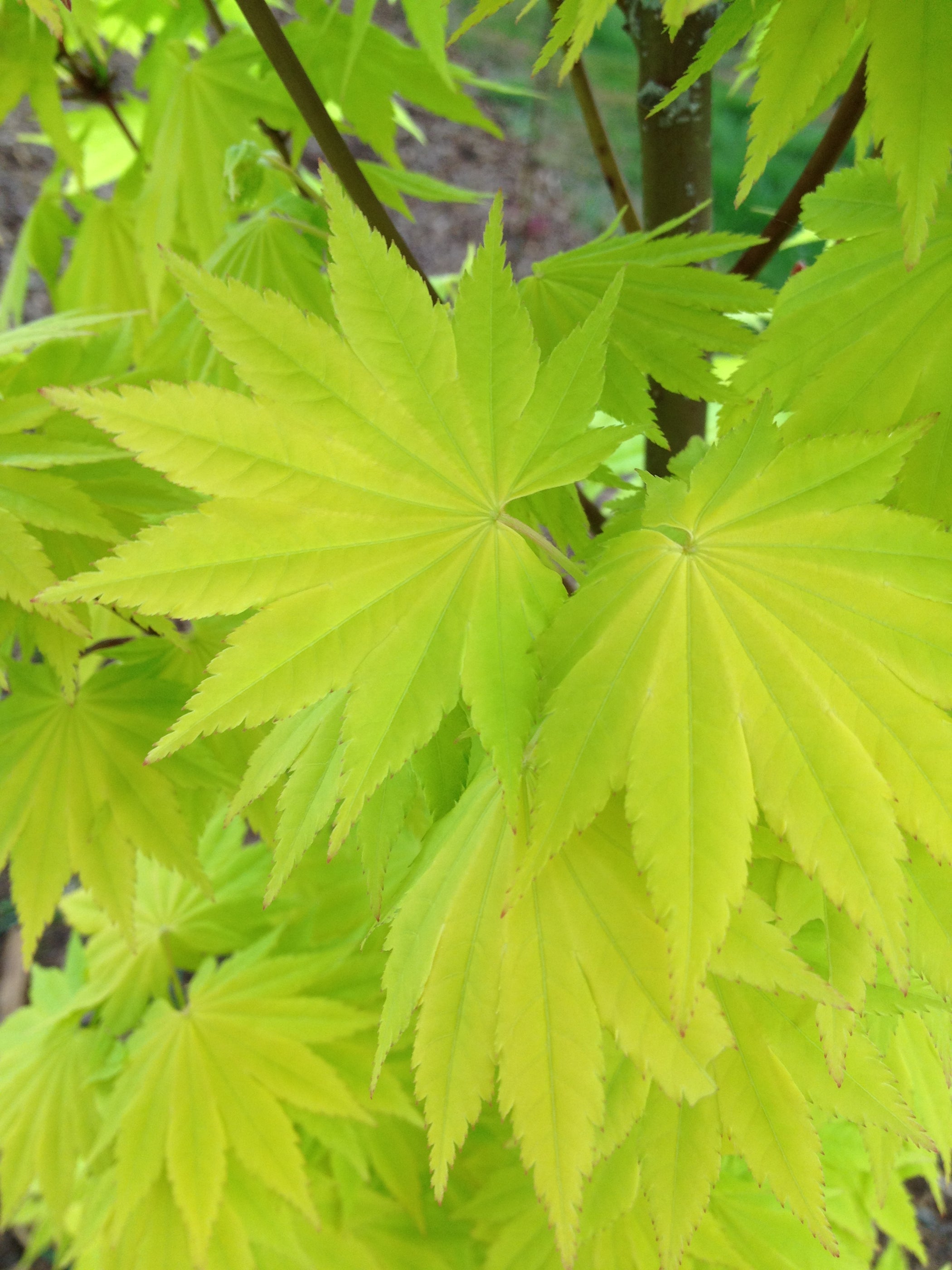 Buy Acer shirasawanum 'Jordan' Golden Full Moon Japanese Maple — Mr ...