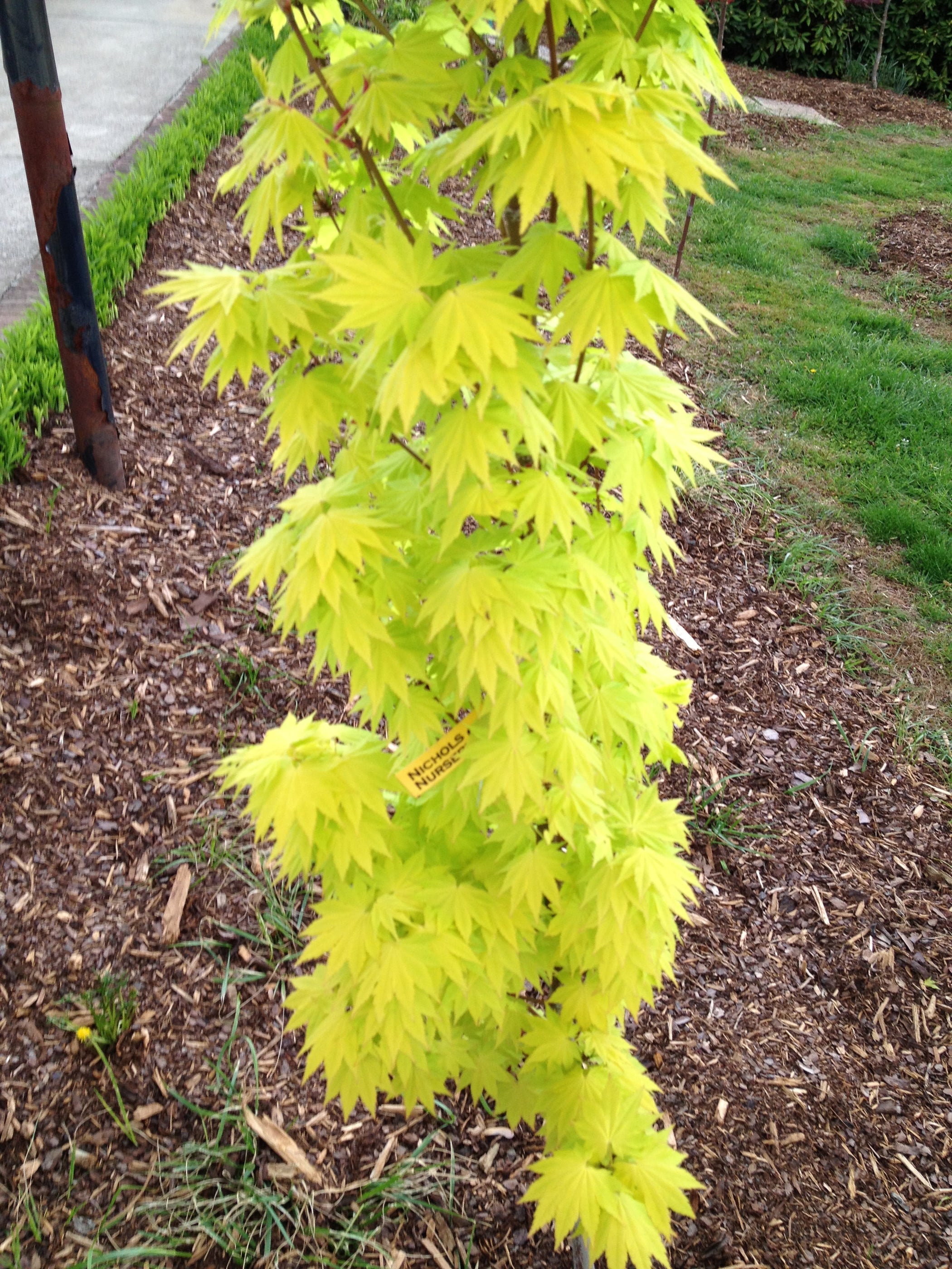 Buy Acer shirasawanum 'Jordan' Golden Full Moon Japanese Maple — Mr ...