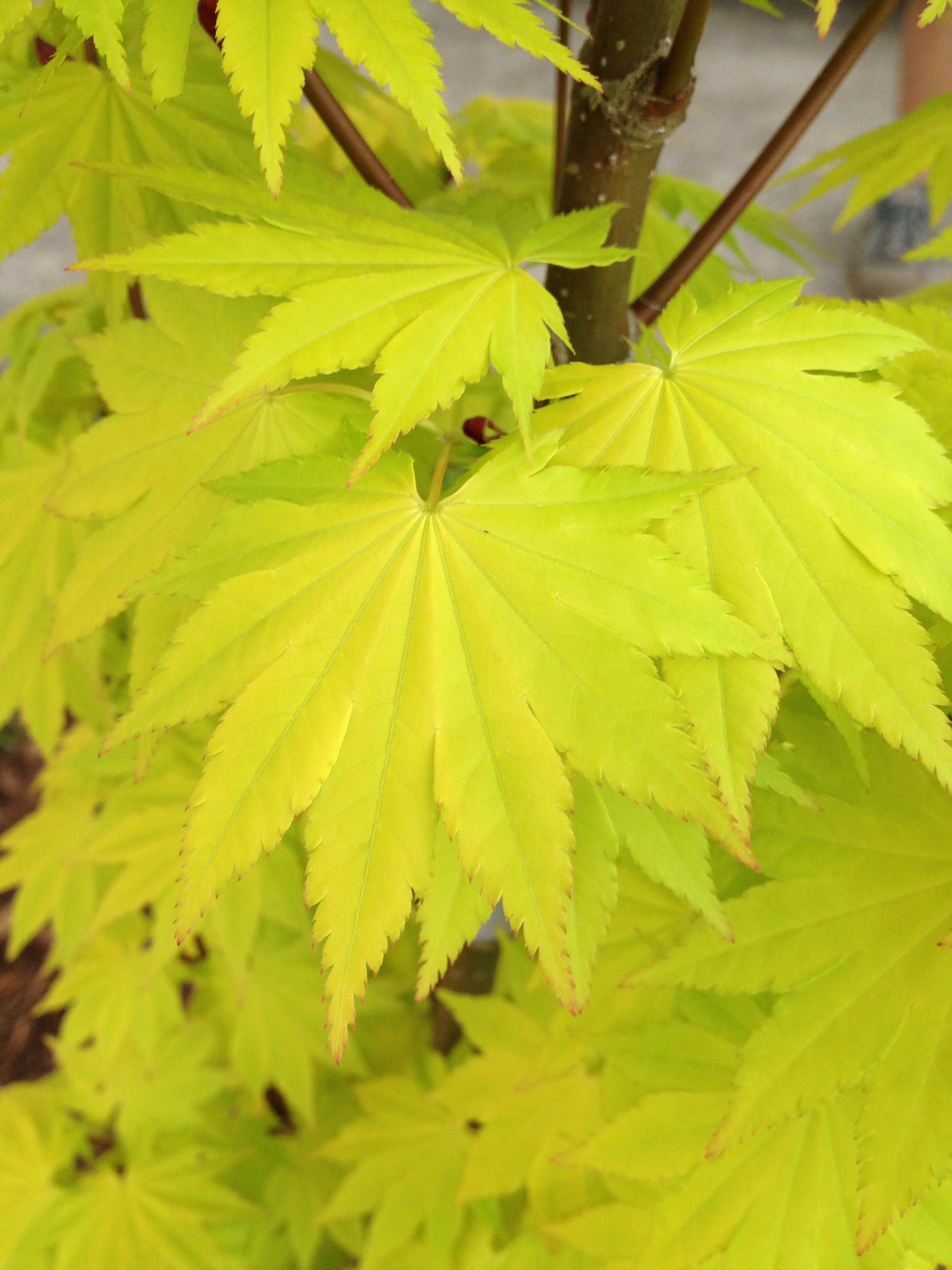 Buy Acer shirasawanum 'Jordan' Golden Full Moon Japanese Maple — Mr ...