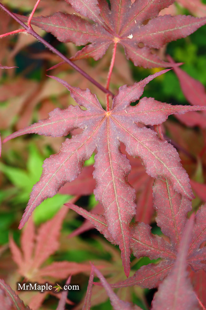 Buy Acer palmatum 'Purple Ghost' Japanese Maple — Mr Maple │ Buy ...