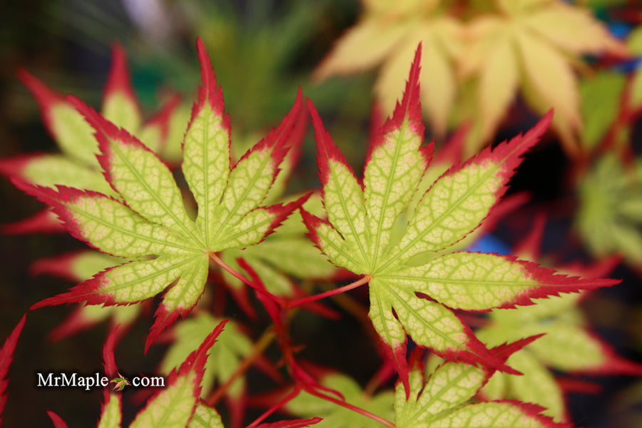 Buy Acer palmatum 'Phantom Flame' Japanese Maple — Mr Maple │ Buy ...