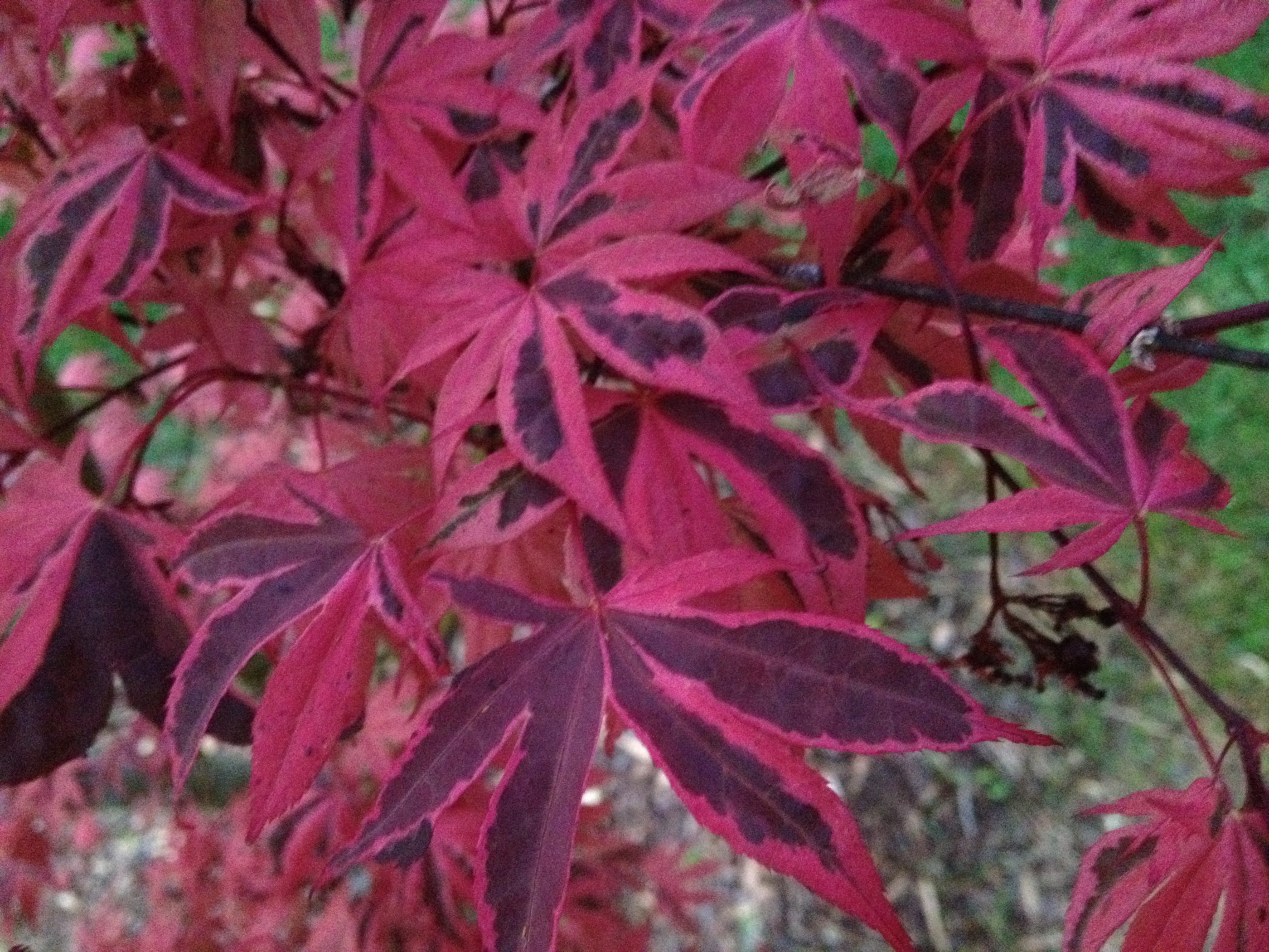 Buy Acer palmatum 'Geisha Gone Wild' Japanese Maple — Mr Maple │ Buy ...