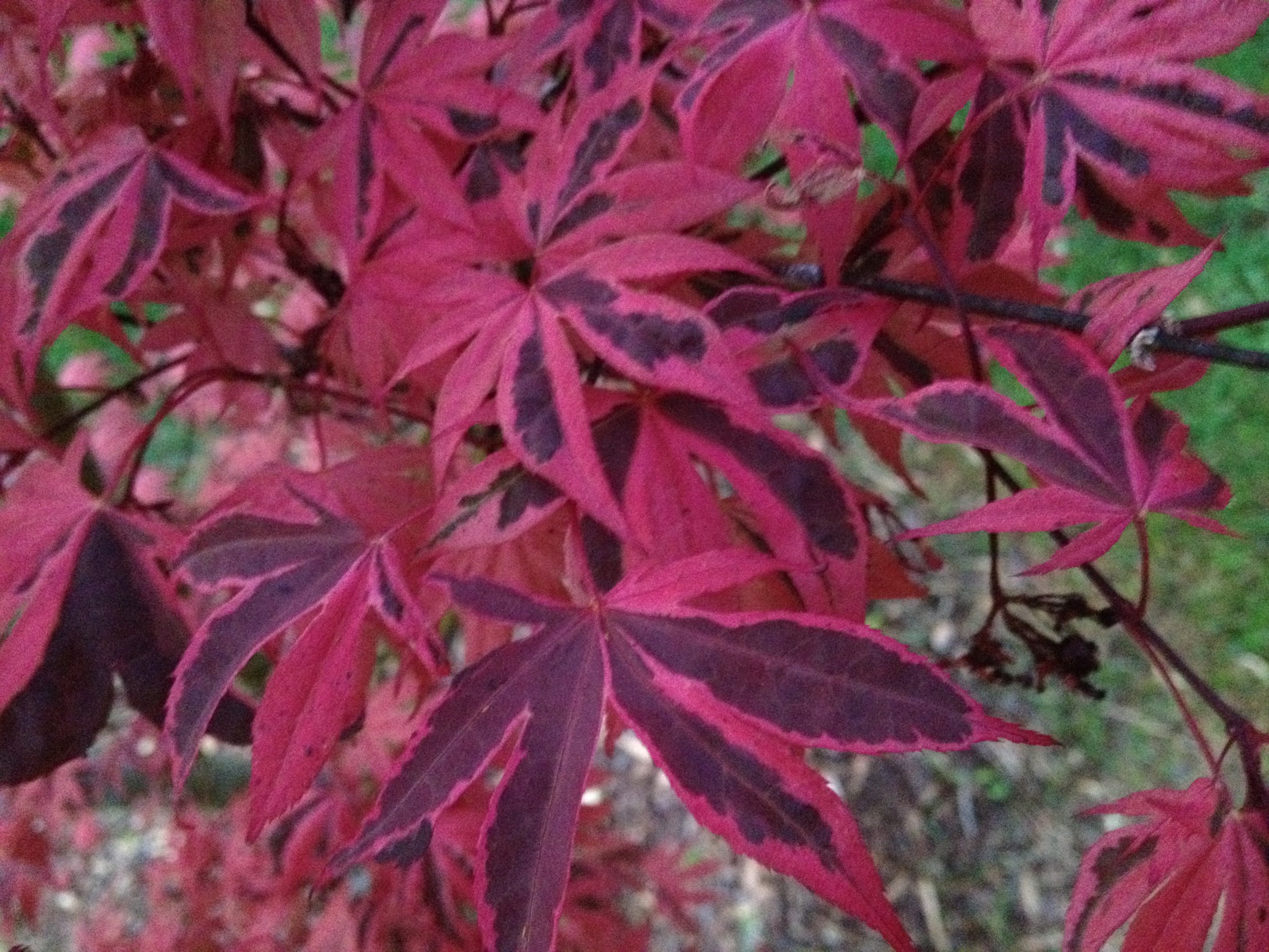 Buy Acer palmatum 'Geisha Gone Wild' Japanese Maple — Mr Maple │ Buy ...