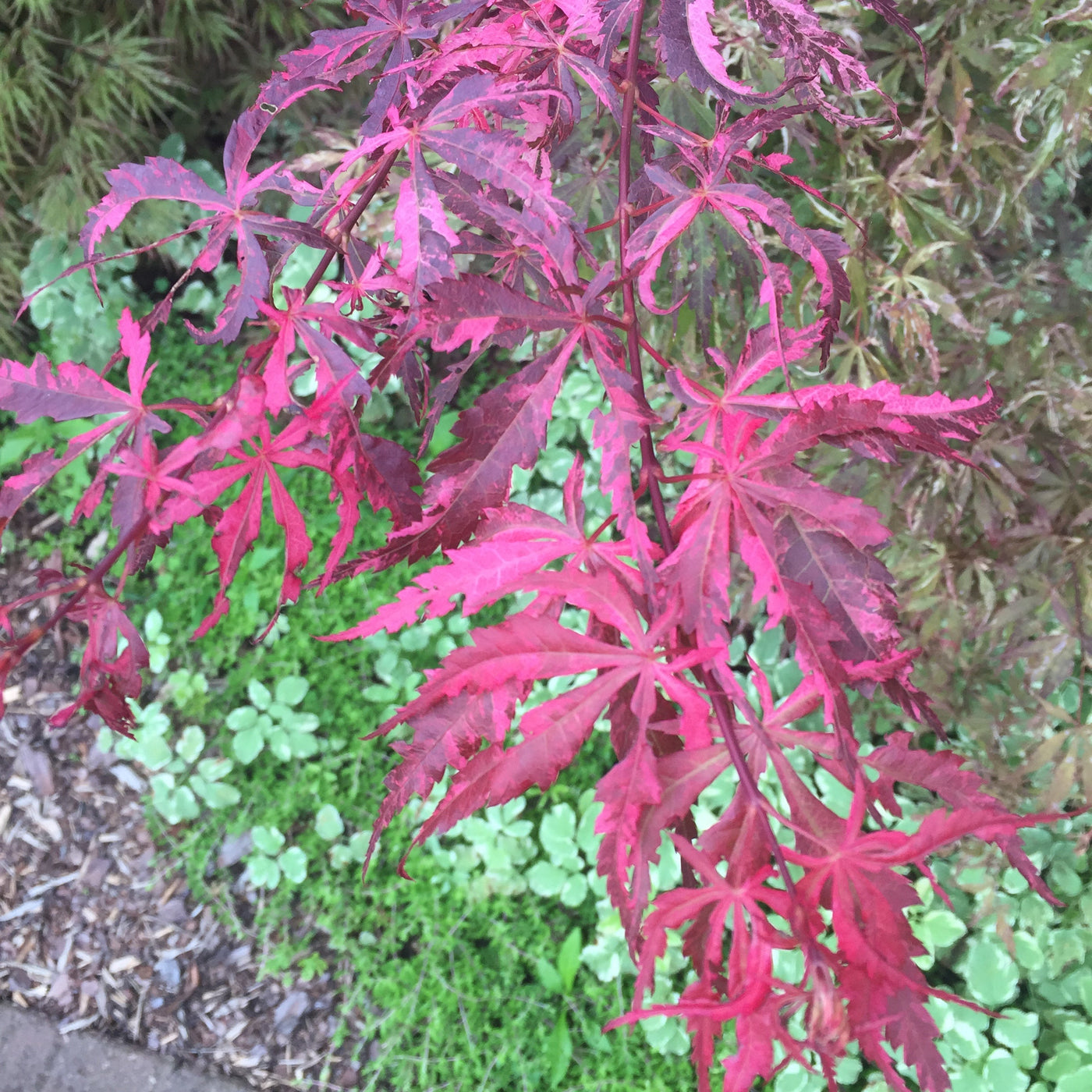 Buy Acer palmatum 'Lileeanne's Jewel' Japanese Maple — Mr Maple │ Buy ...