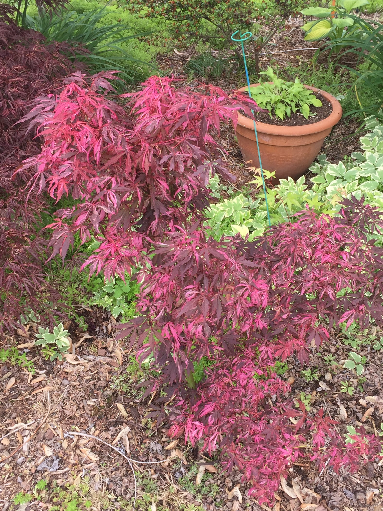 Buy Acer palmatum 'Lileeanne's Jewel' Japanese Maple — Mr Maple │ Buy ...