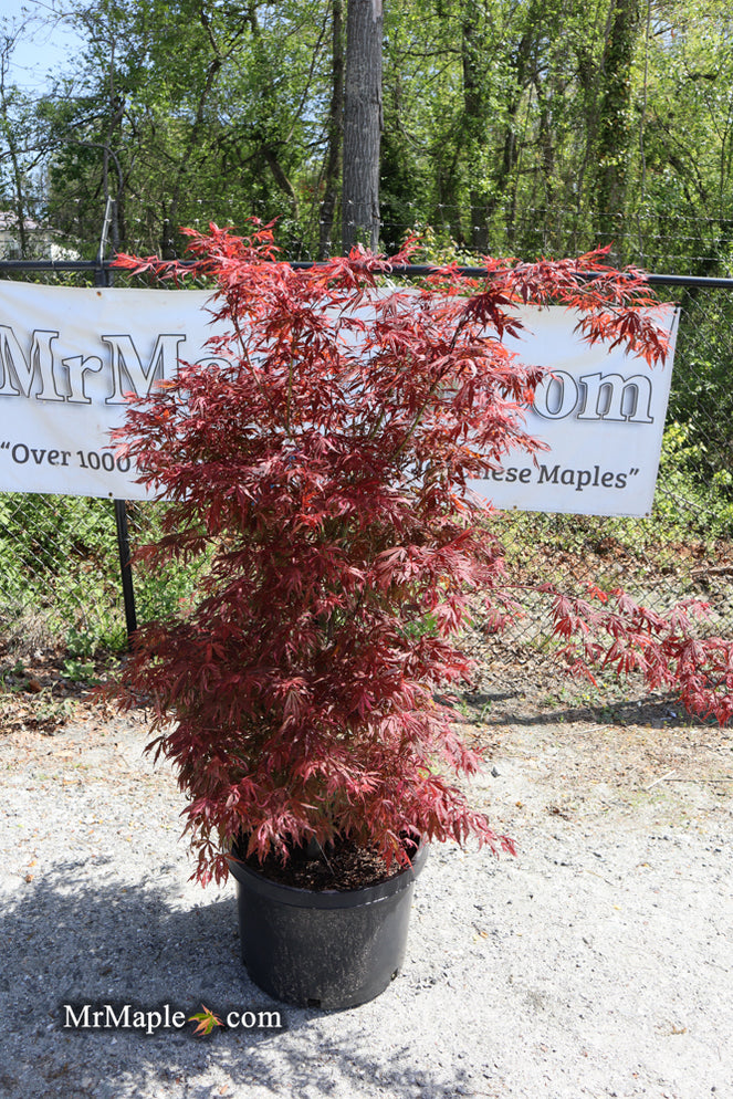 Buy Acer palmatum 'Lileeanne's Jewel' Japanese Maple — Mr Maple │ Buy ...